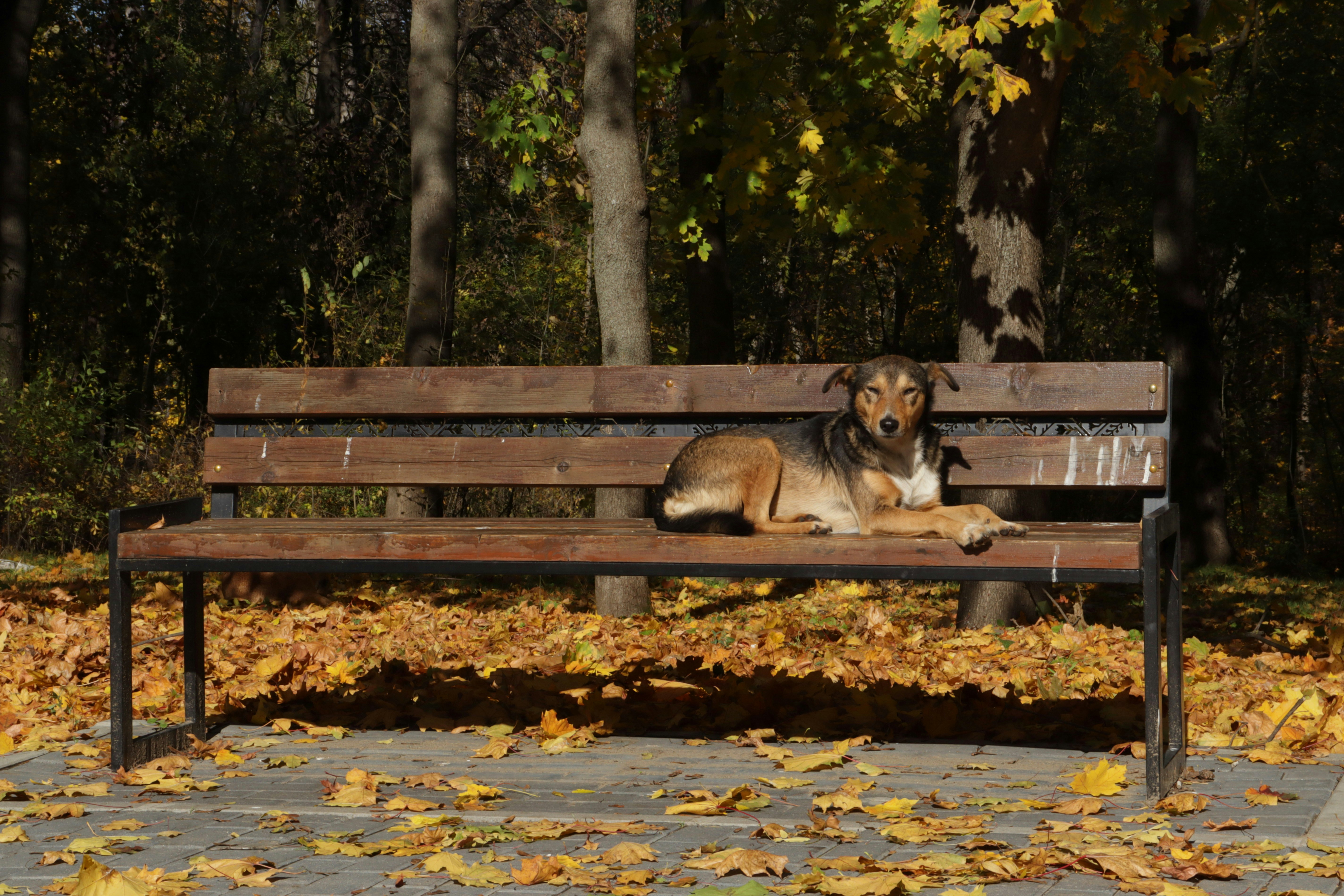 A dog lounging on a wooden bench surrounded by a carpet of fallen leaves in a sunlit park.