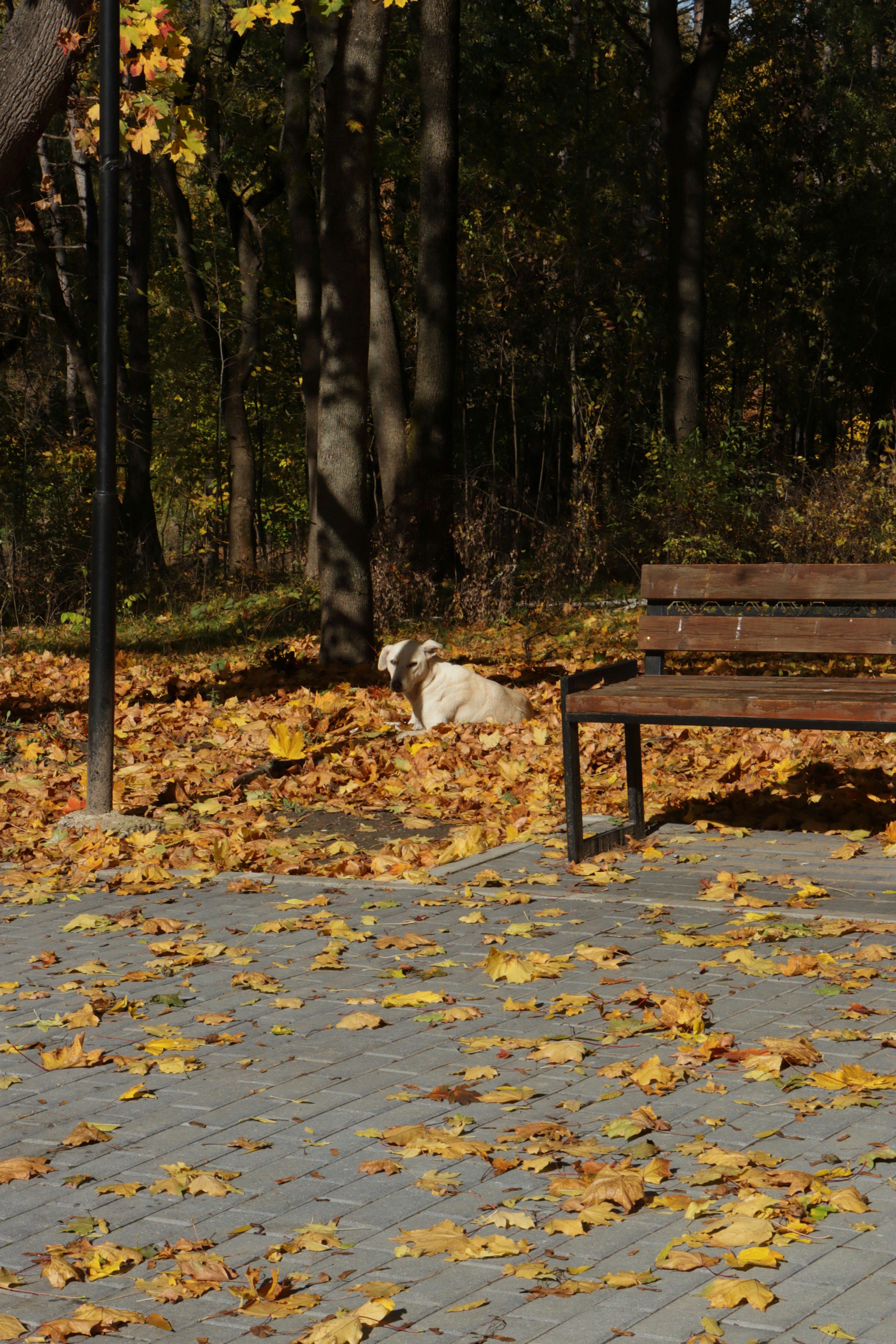 Autumn Tranquility: A Small Dog Resting by a Park Bench Among Golden Leaves