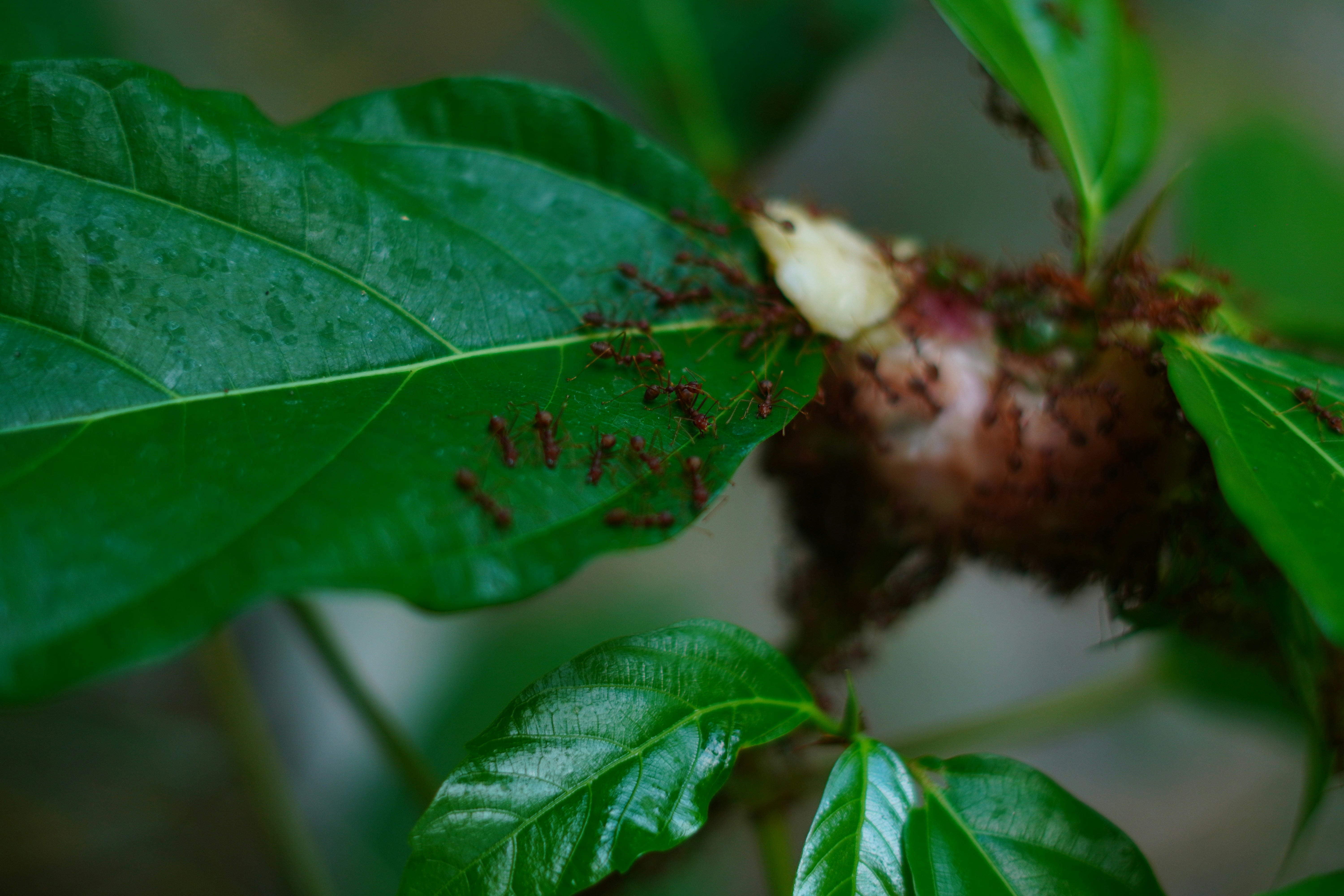 Ant Confluence on a Glossy Leaf: Macro Moment