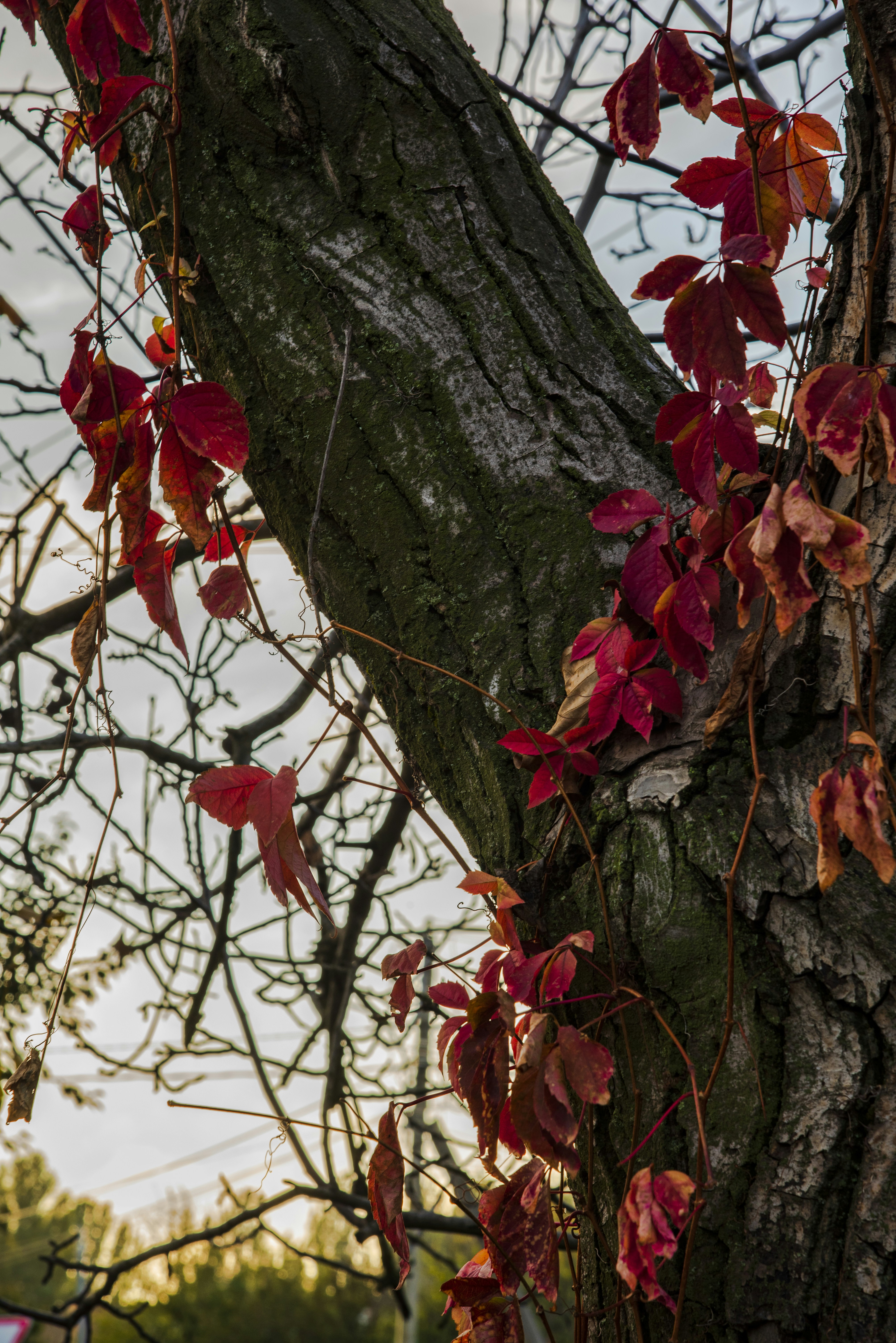 Vibrant red and orange leaves cling to a textured tree trunk, capturing the essence of autumn's transition. The interplay of colors highlights the beauty of seasonal change.