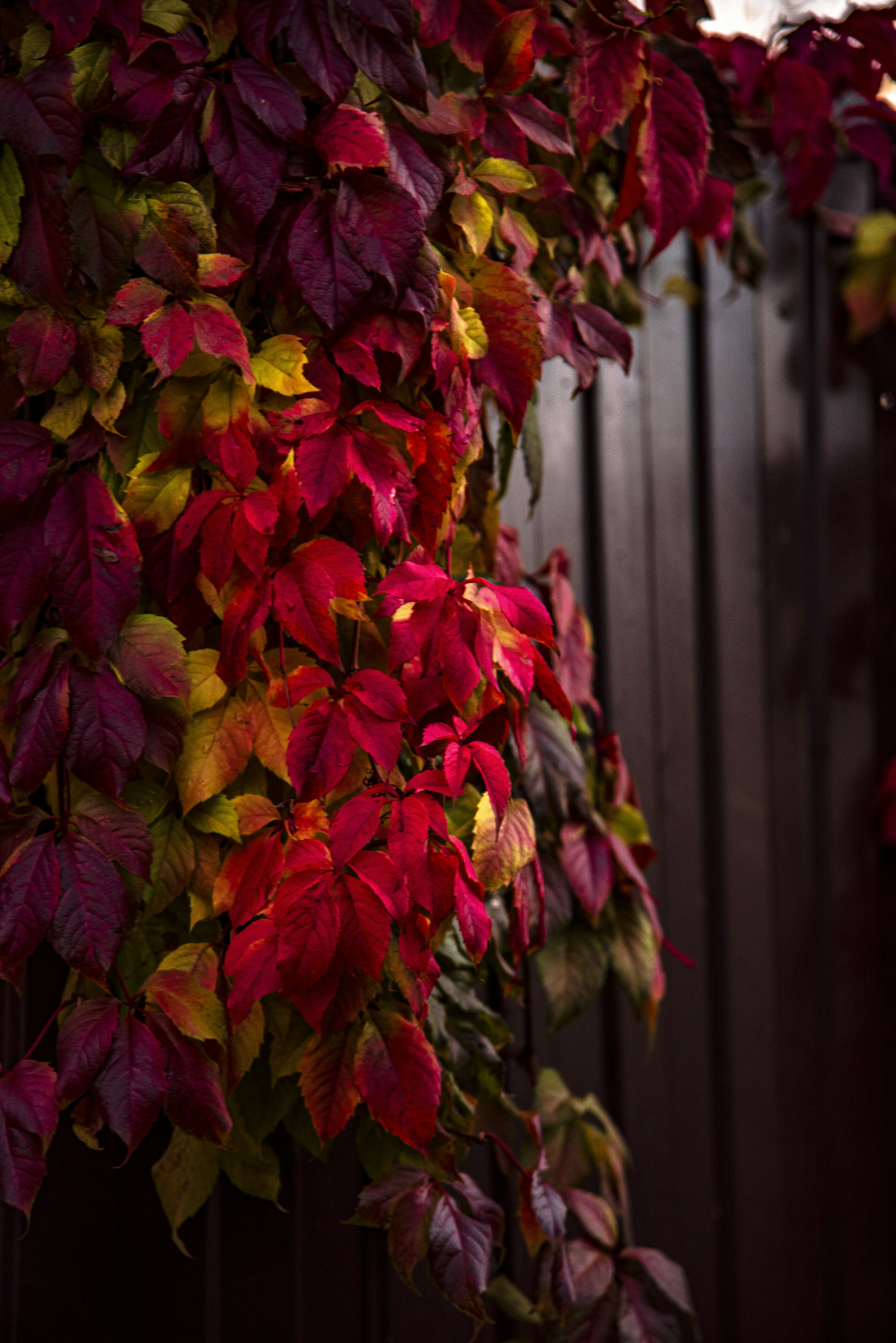 Photo by Radomir Moysia with Nikon D750