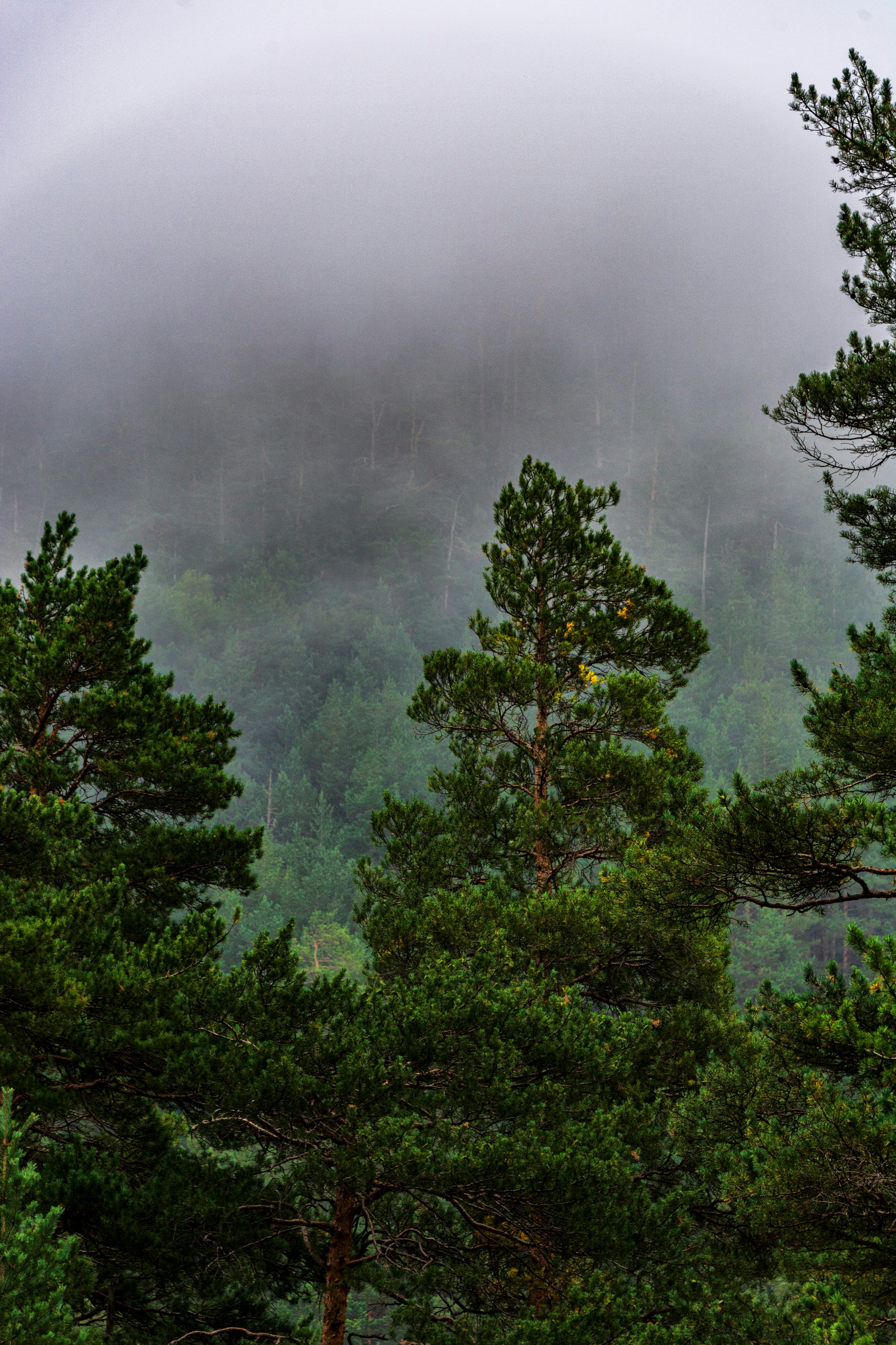 Fog over Verdant Pines: A Quiet Summit Shrouded in Cloud