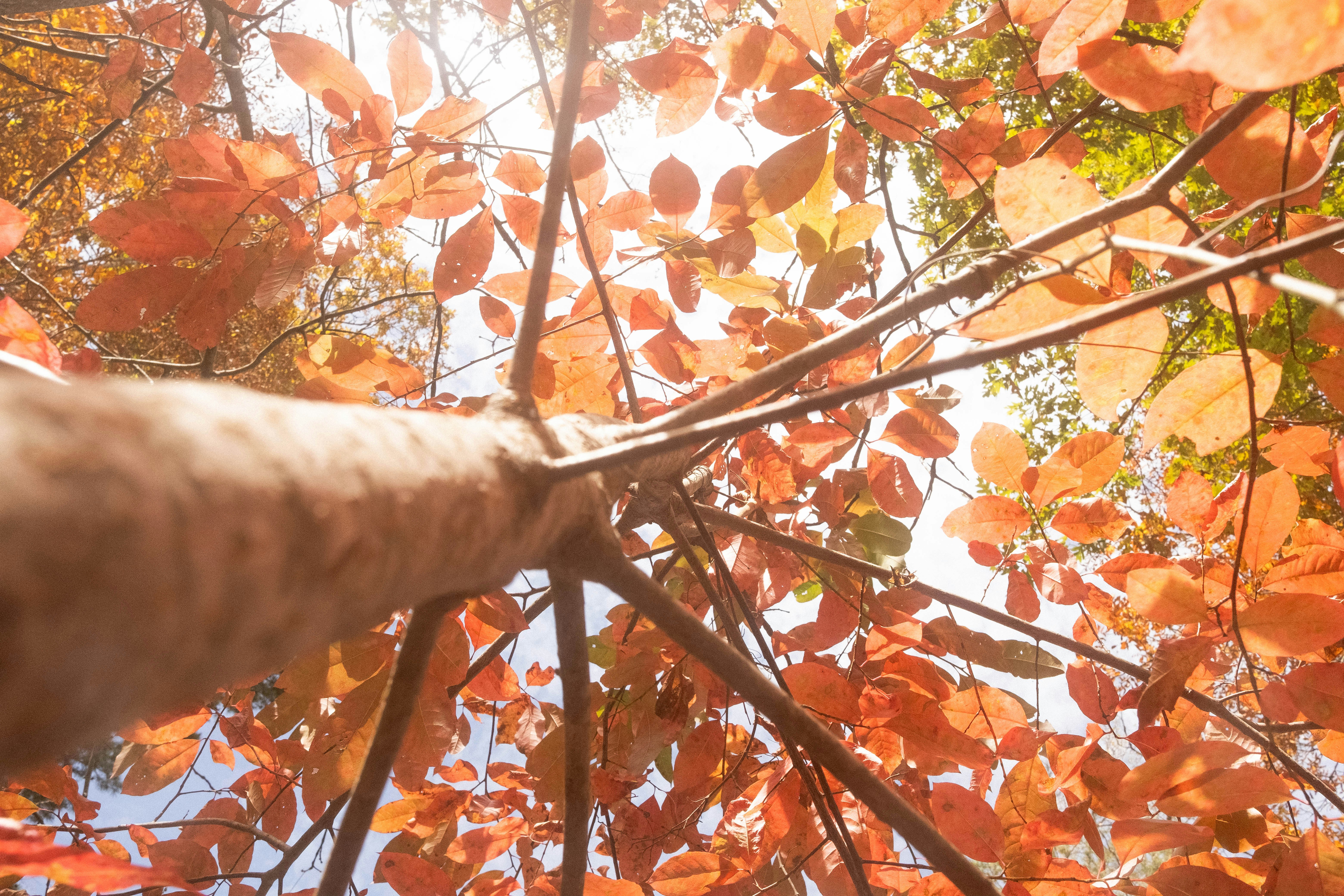 Crimson Canopy: An Upward Perspective into Autumn's Foliage