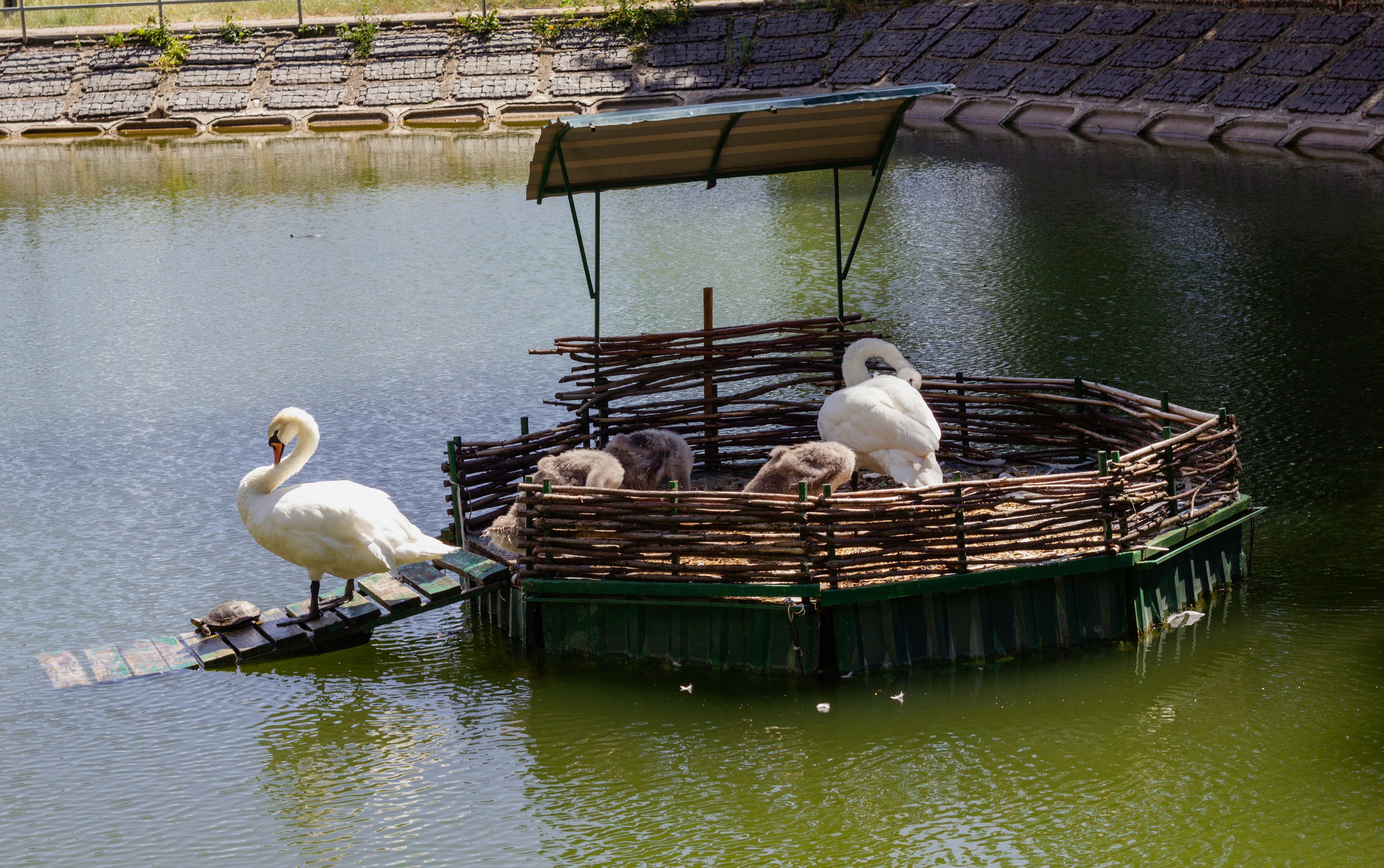 Two swans and cygnets on a floating nest