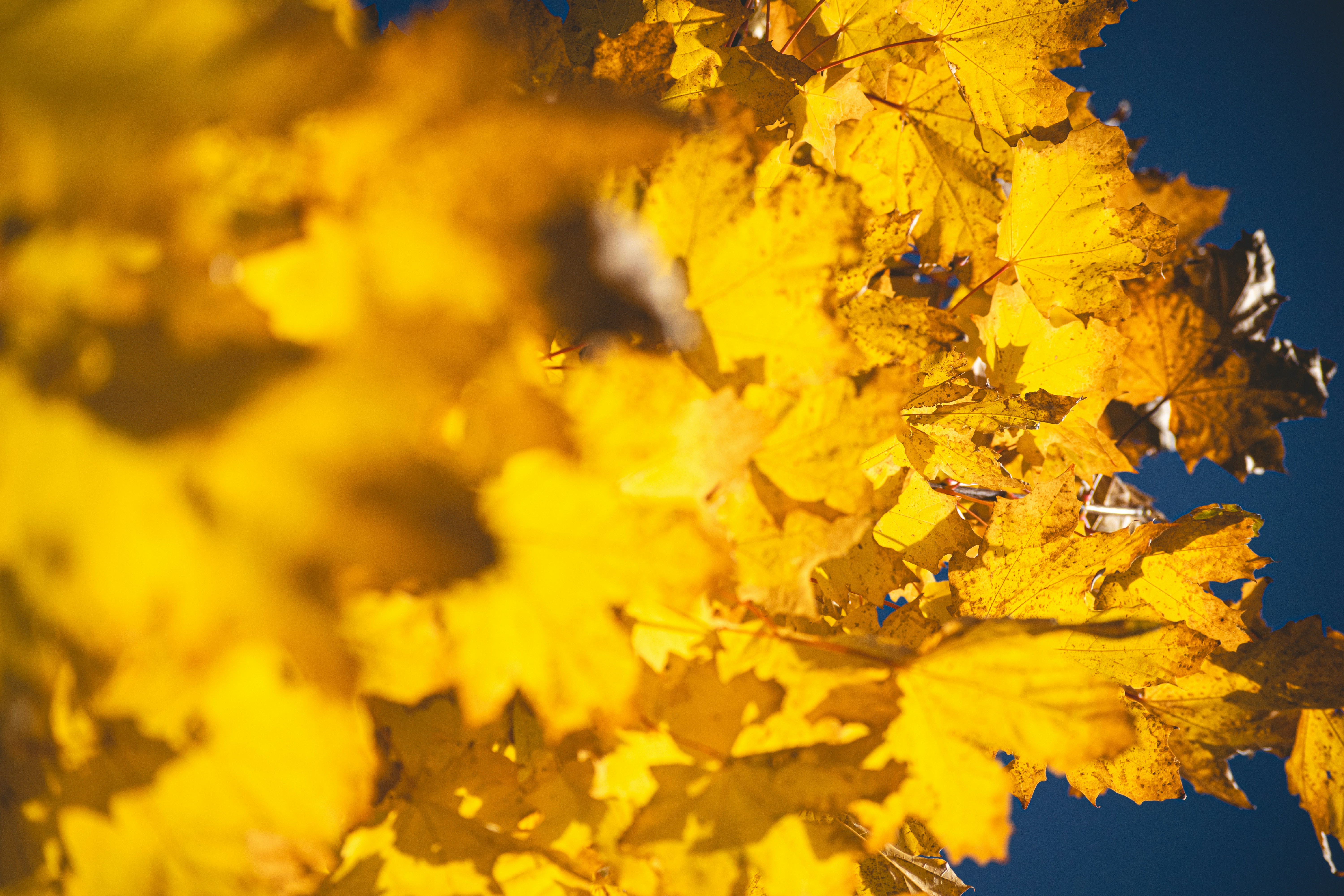 Golden Canopy: A Dance of Autumn Leaves