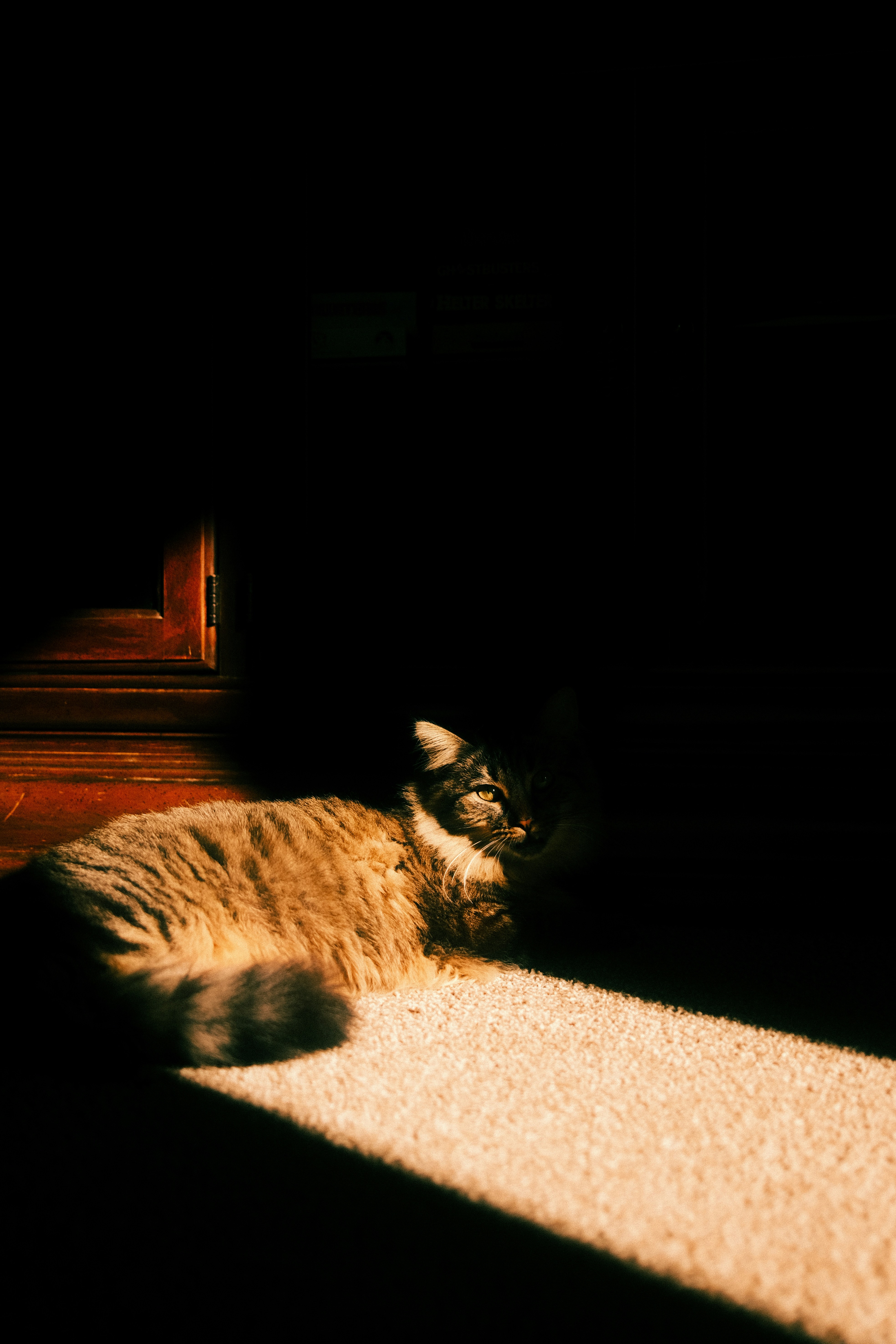 Afternoon Quiet: Cat Repose in a Narrow Beam of Sunlight