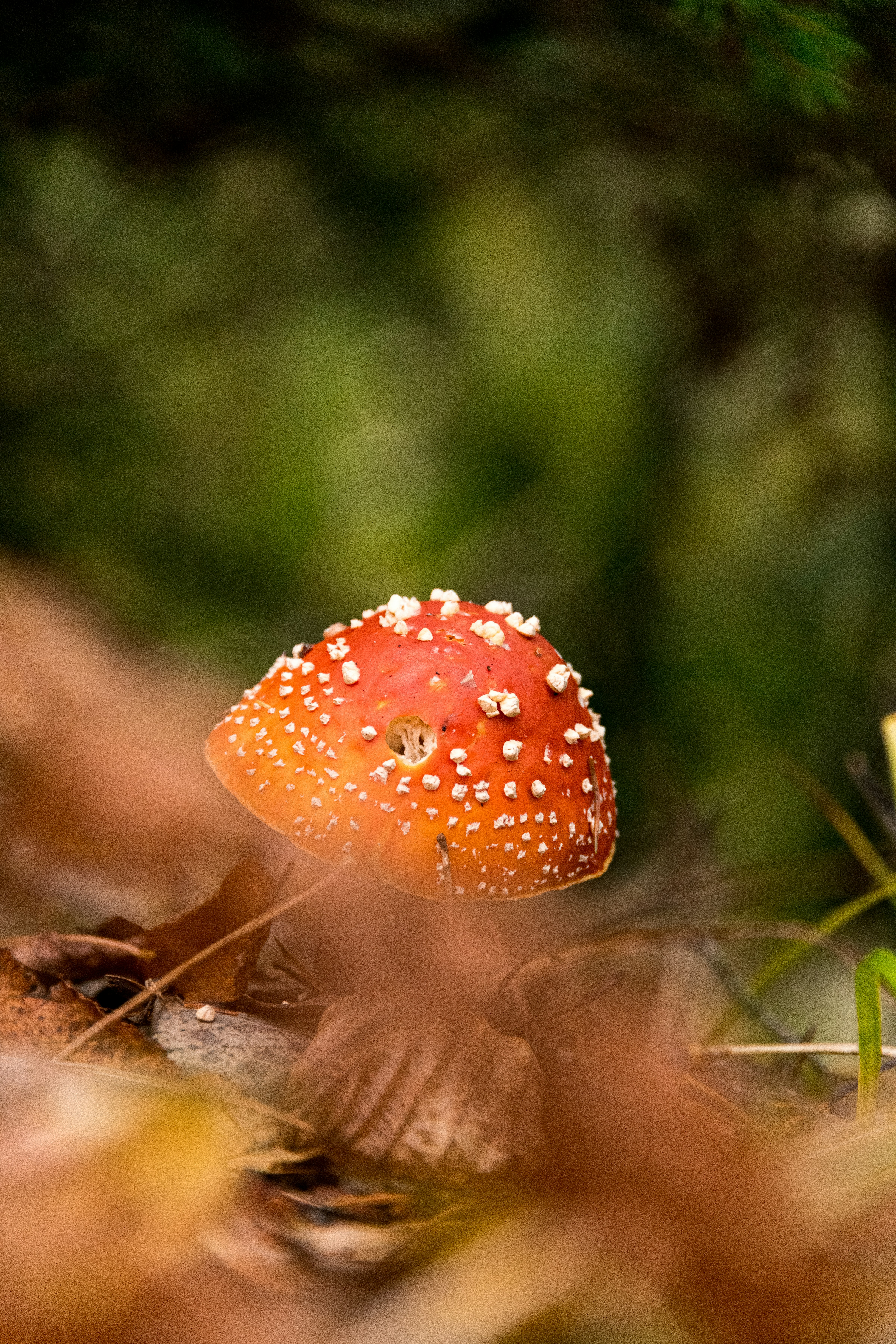 Whimsical Mushroom Amidst Nature's Canvas