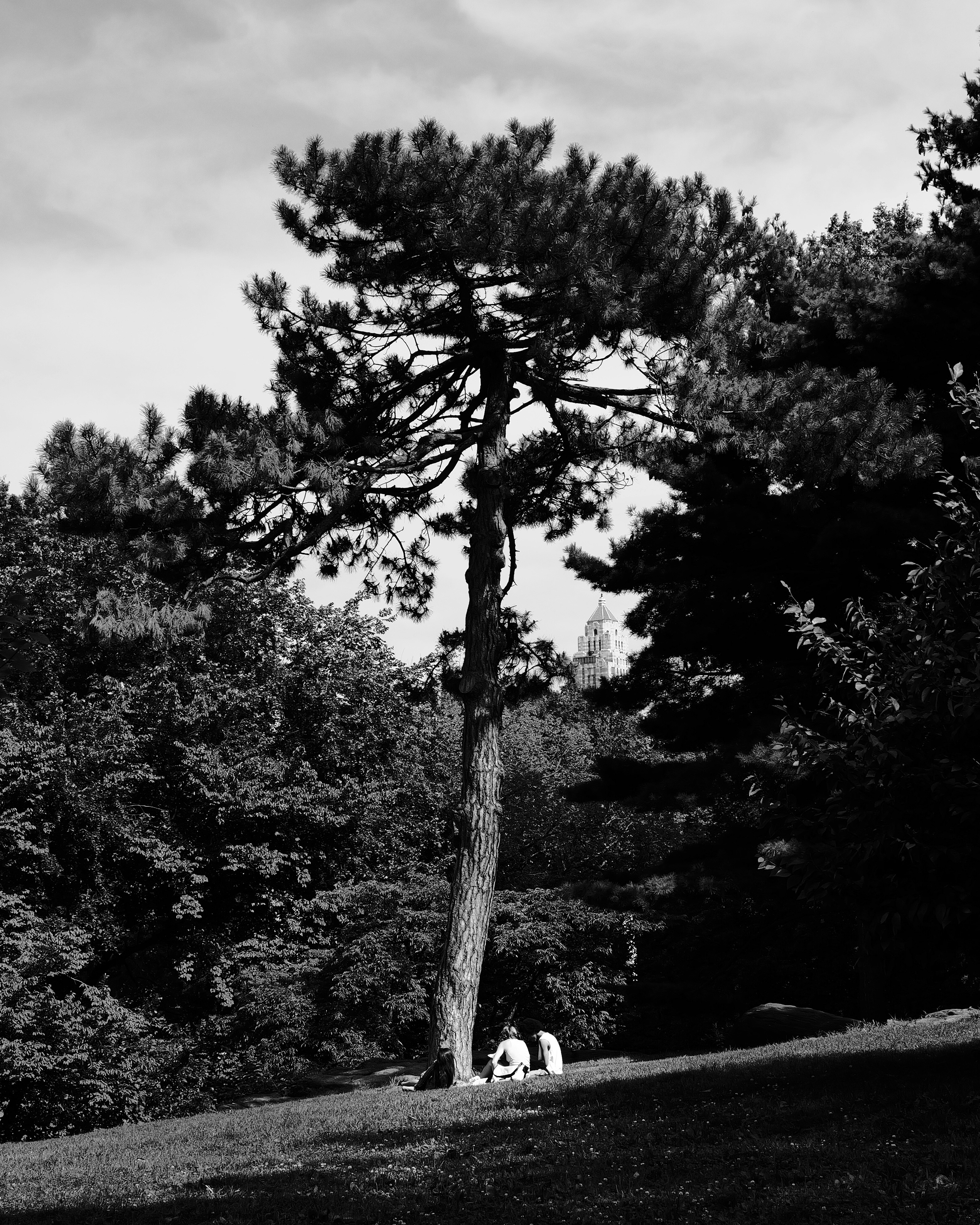 Under the Sentinel Pine: Quiet Pause in a Monochrome Park