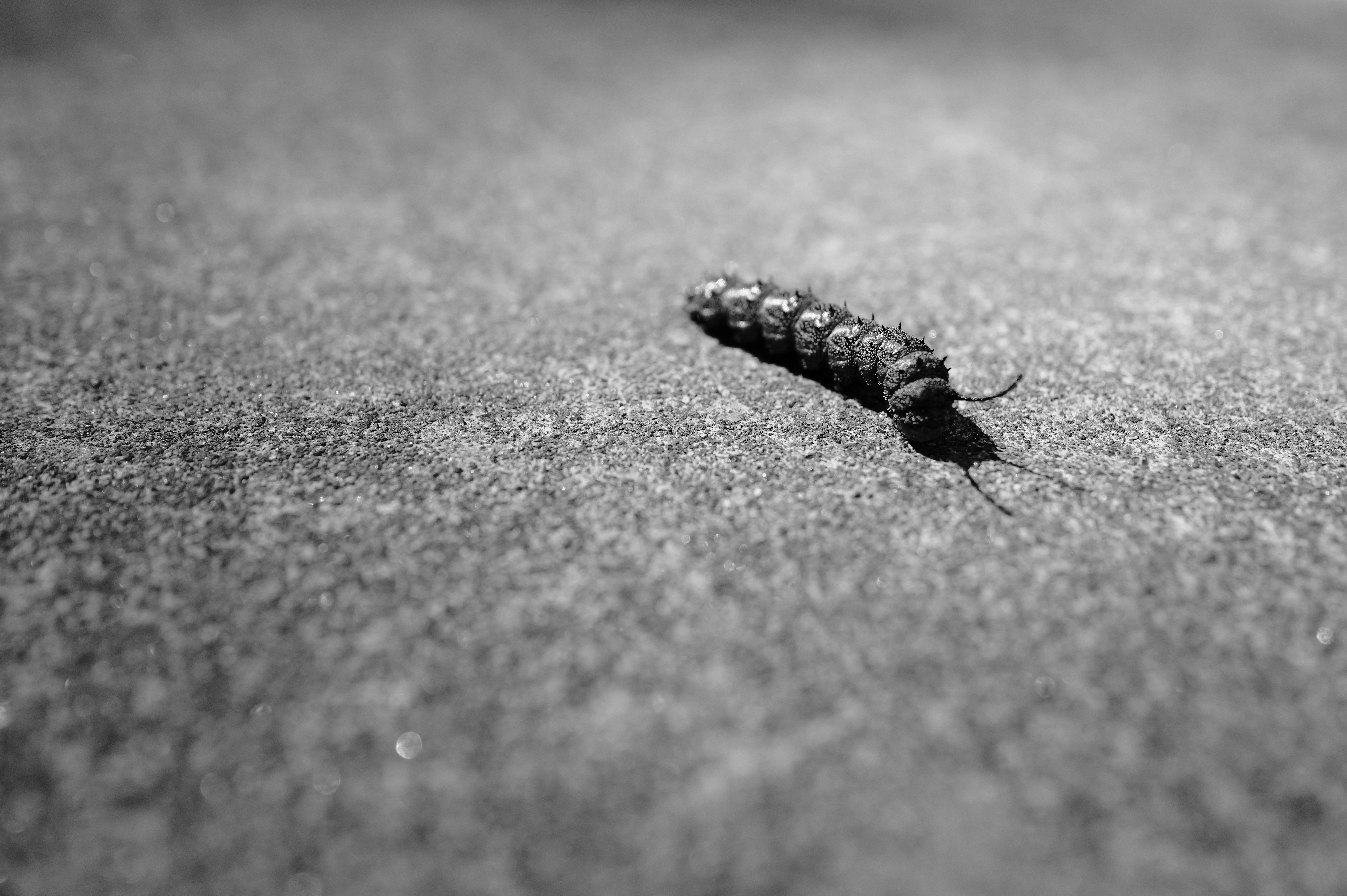The Silent Journey of a Caterpillar