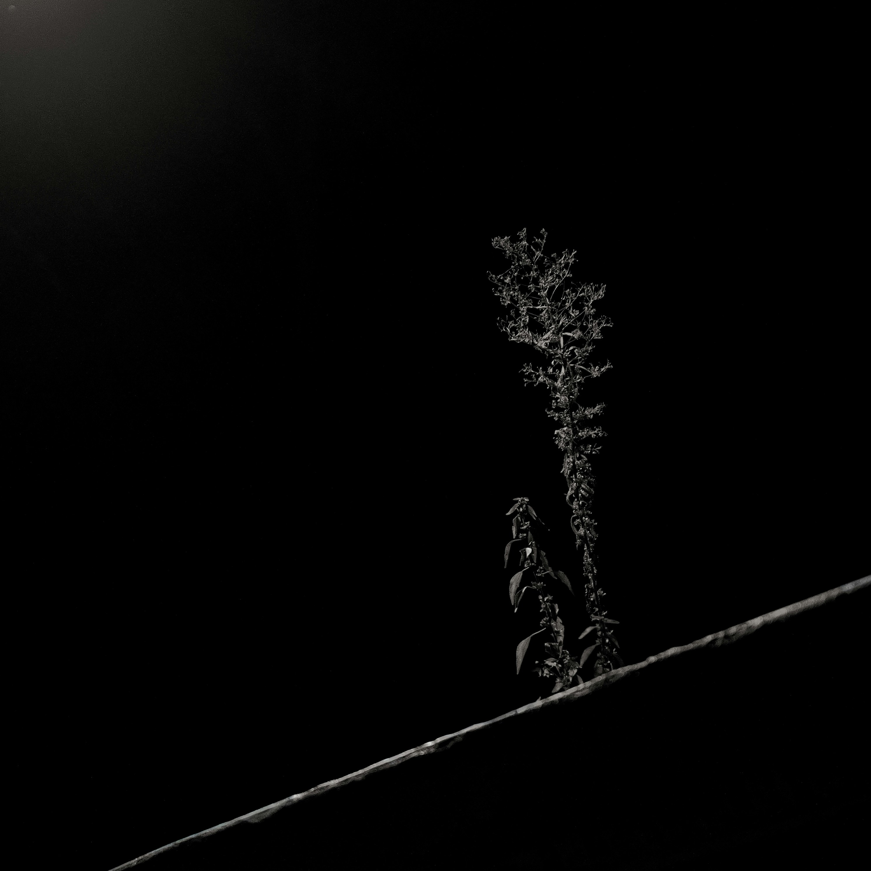 Silent Resilience: A Flora's Stand Against the Dark