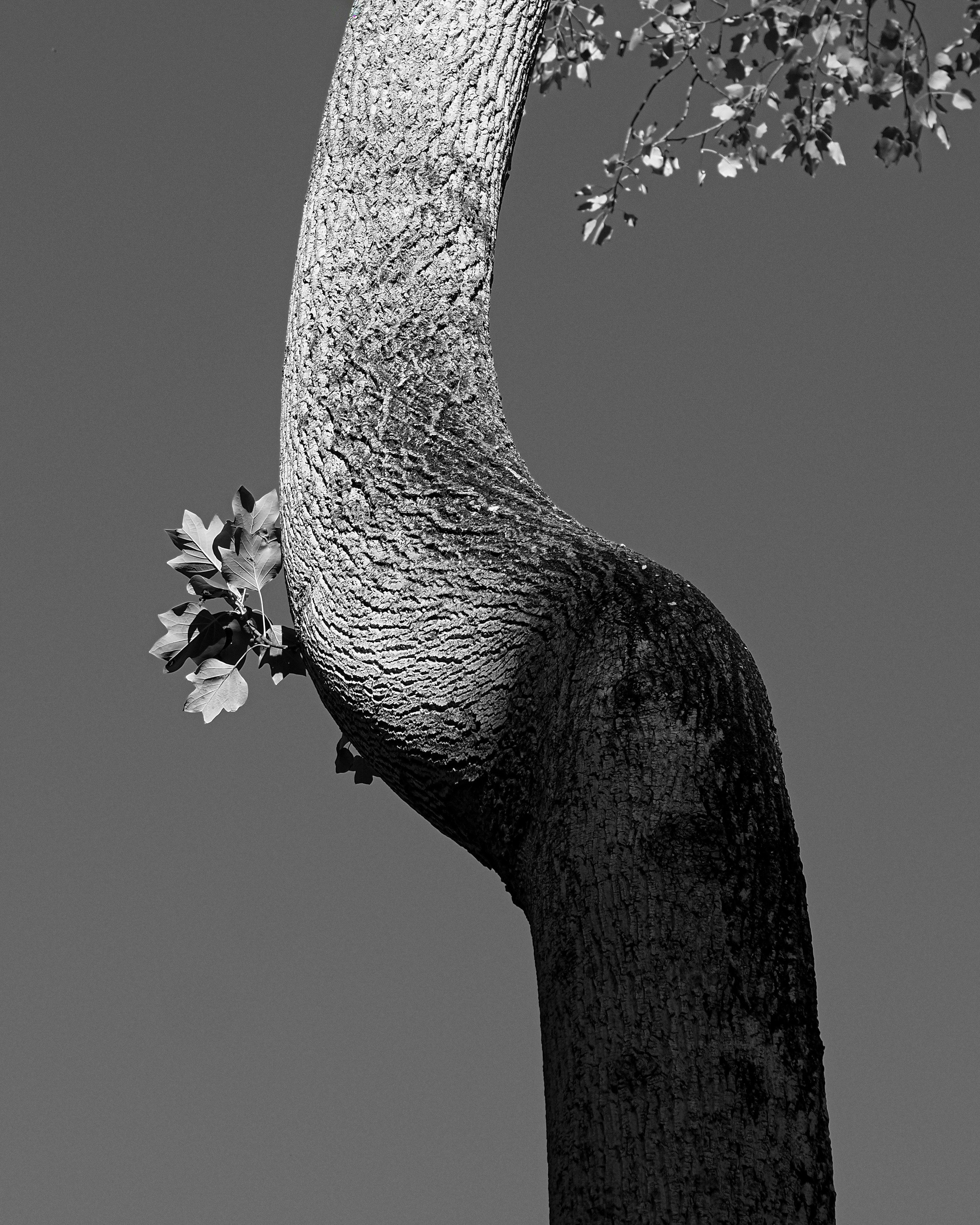The Elegance of Nature's Curves