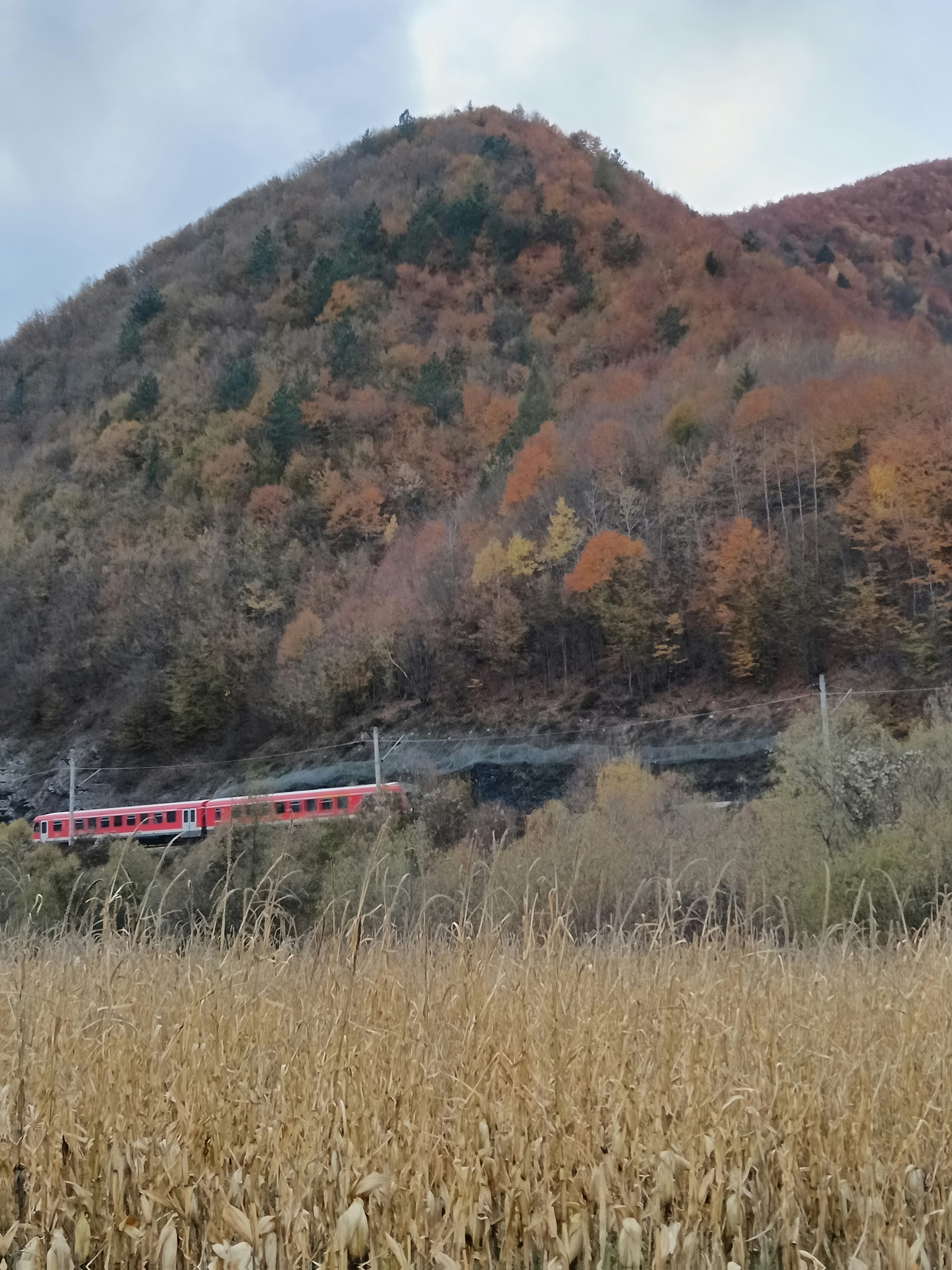 A red train travels through a colorful autumn forest.