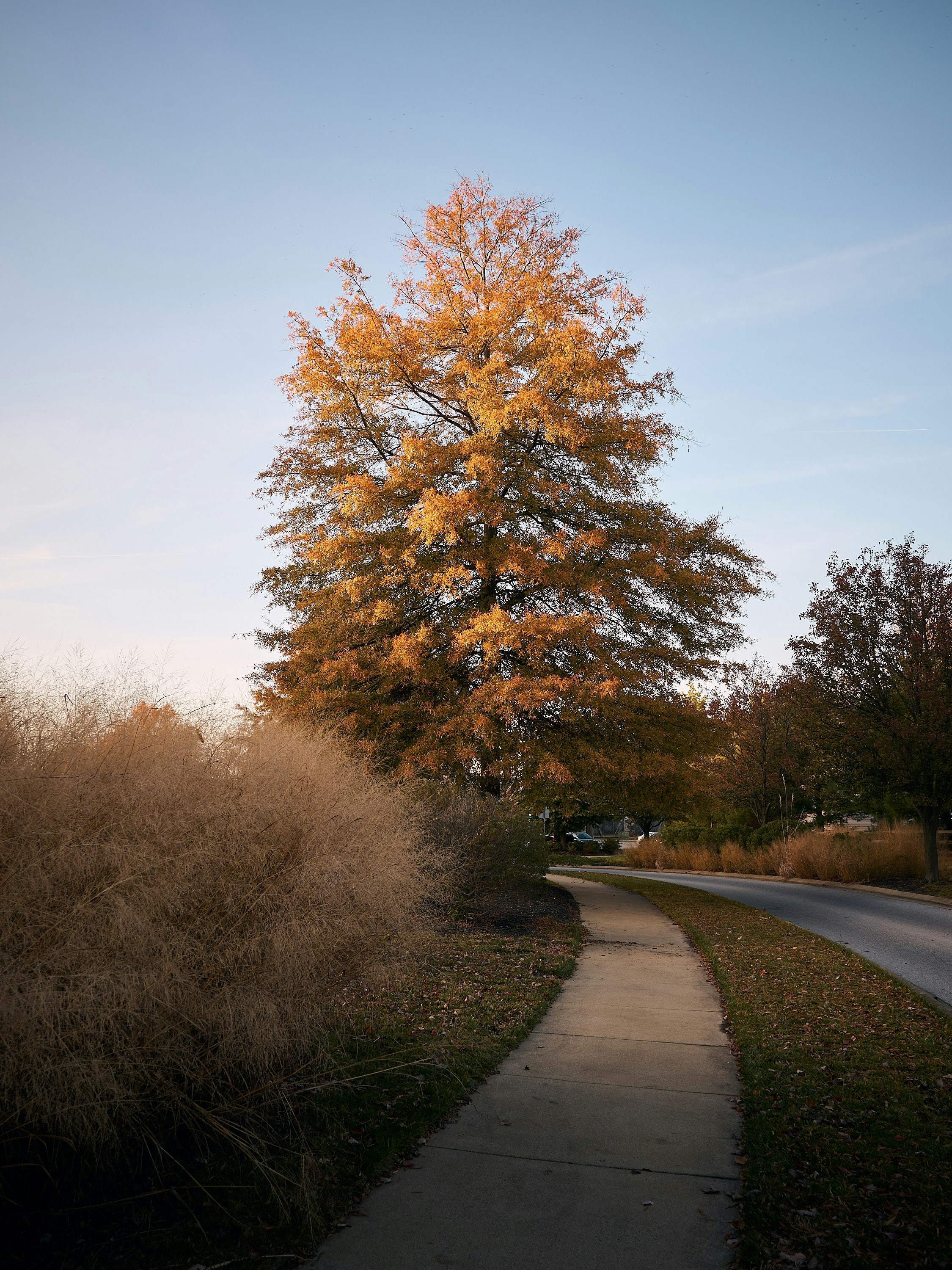 Autumn Sentinel: A Golden Tree Framing a Curving Park Path