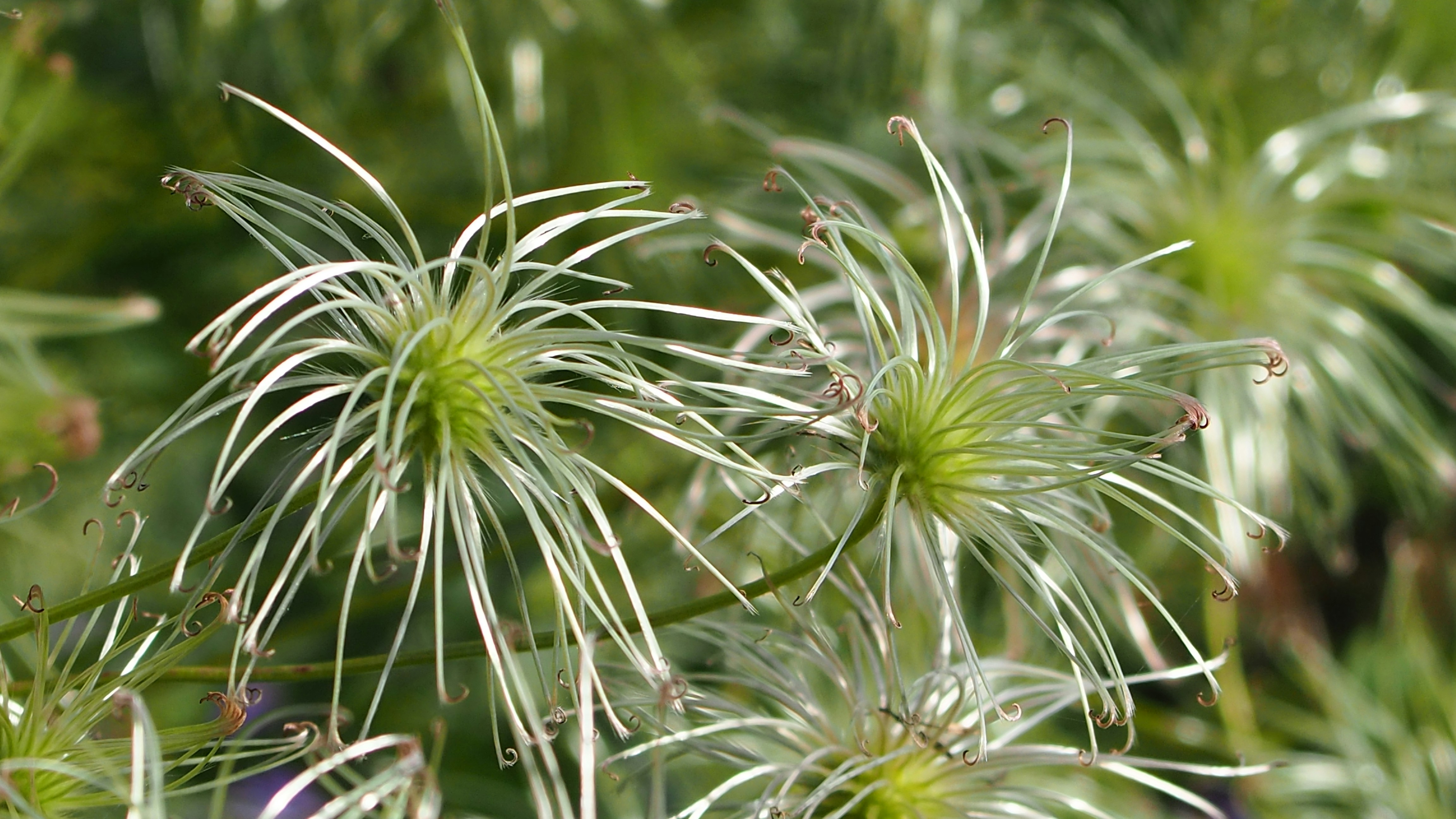 Delicate green plant with spiraled tendrils and fine filaments, showcasing intricate natural patterns in a lush setting.