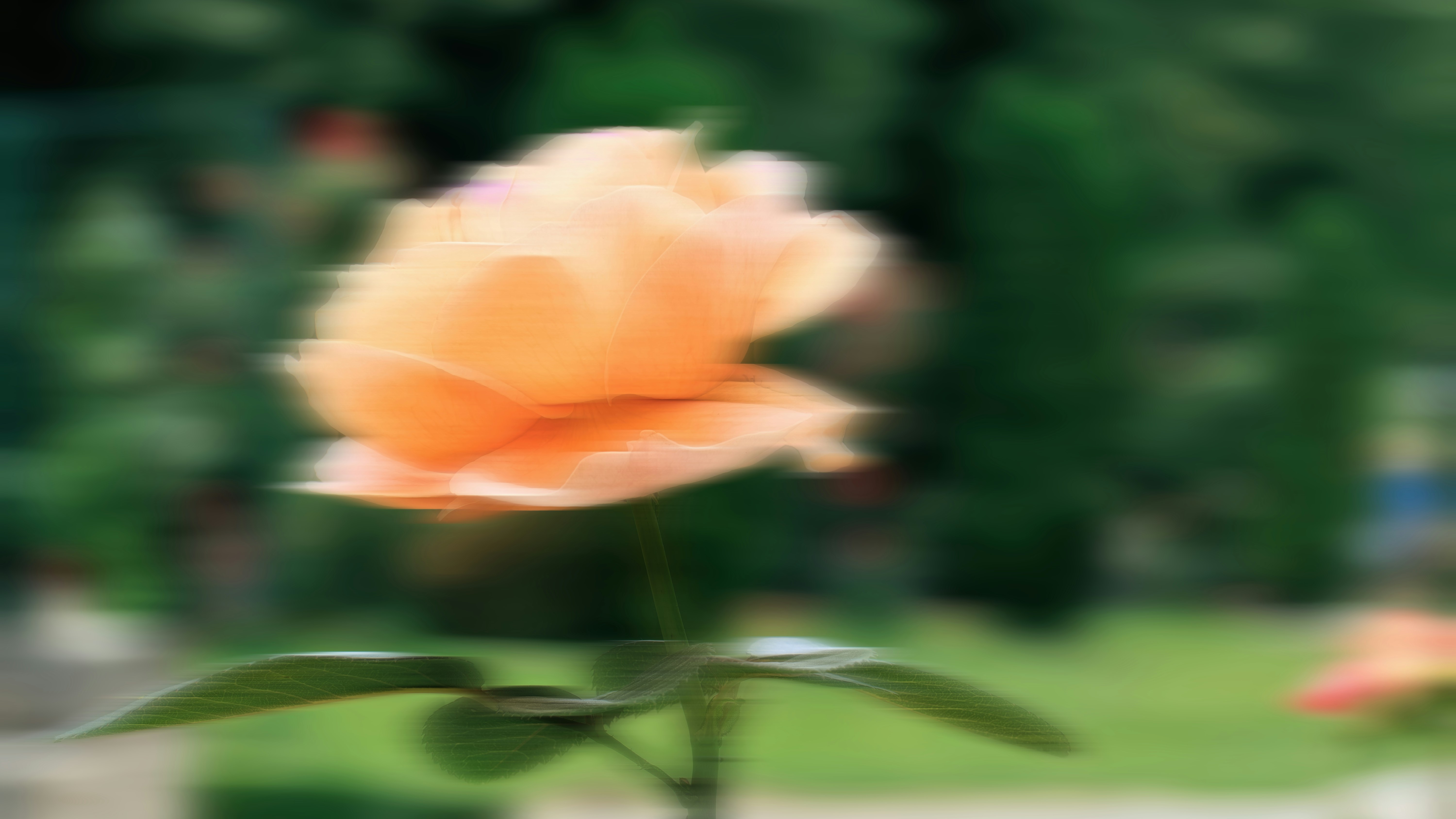 Whispers of a Blooming Dream