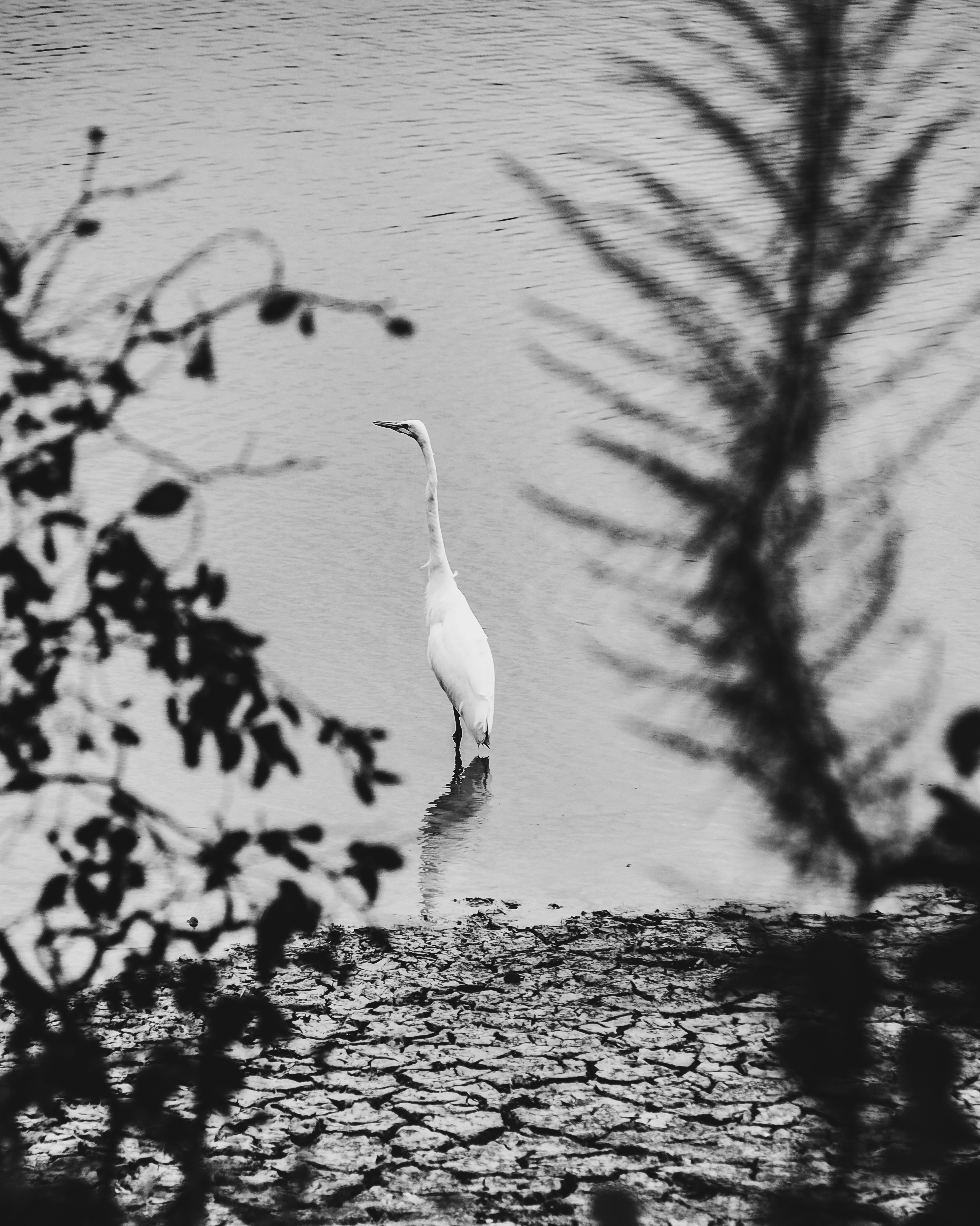A great egret stands still in shallow waters, framed by dark foliage and the cracked earth of a receding shoreline.