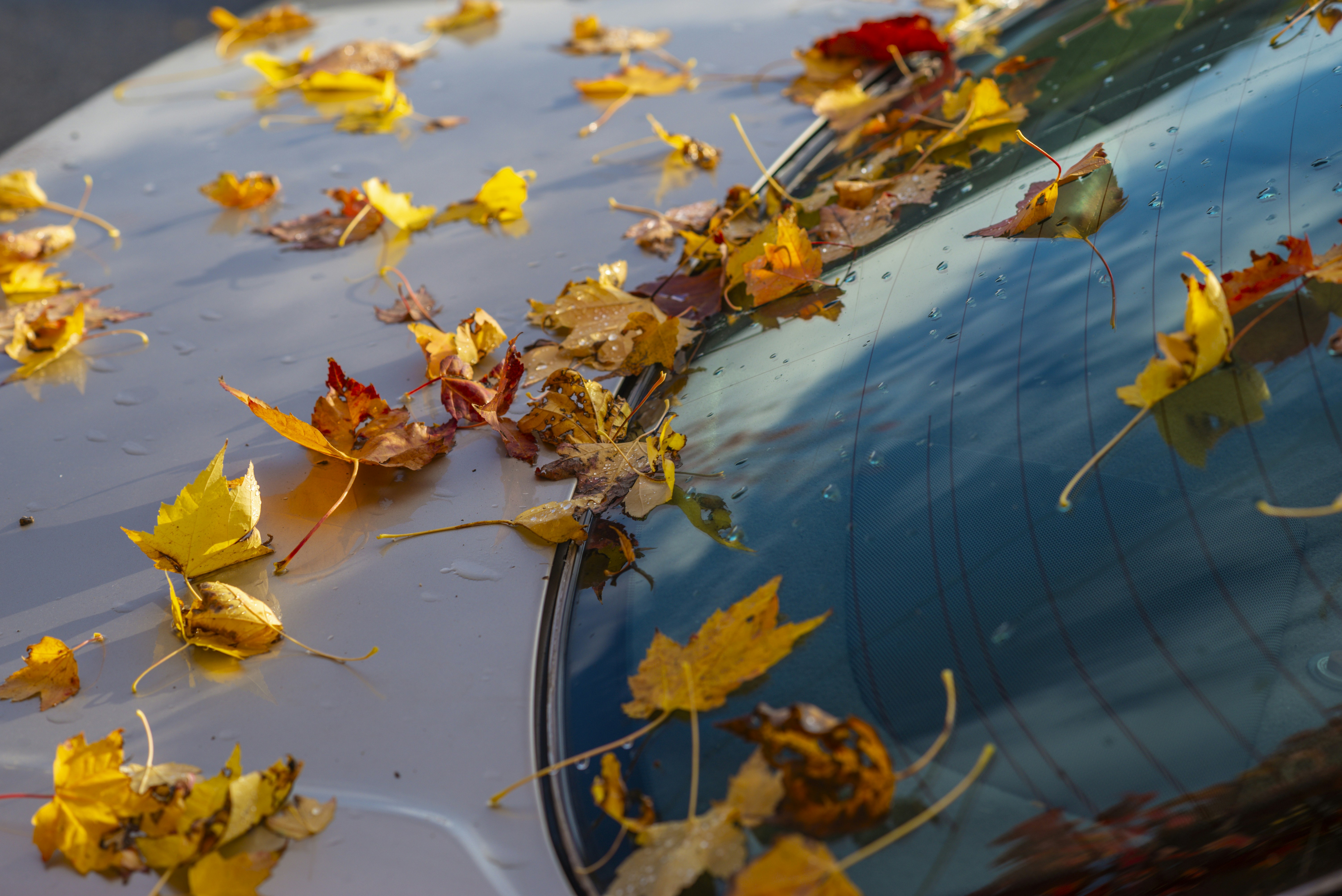 Autumn Confetti on a Glossy Car Hood