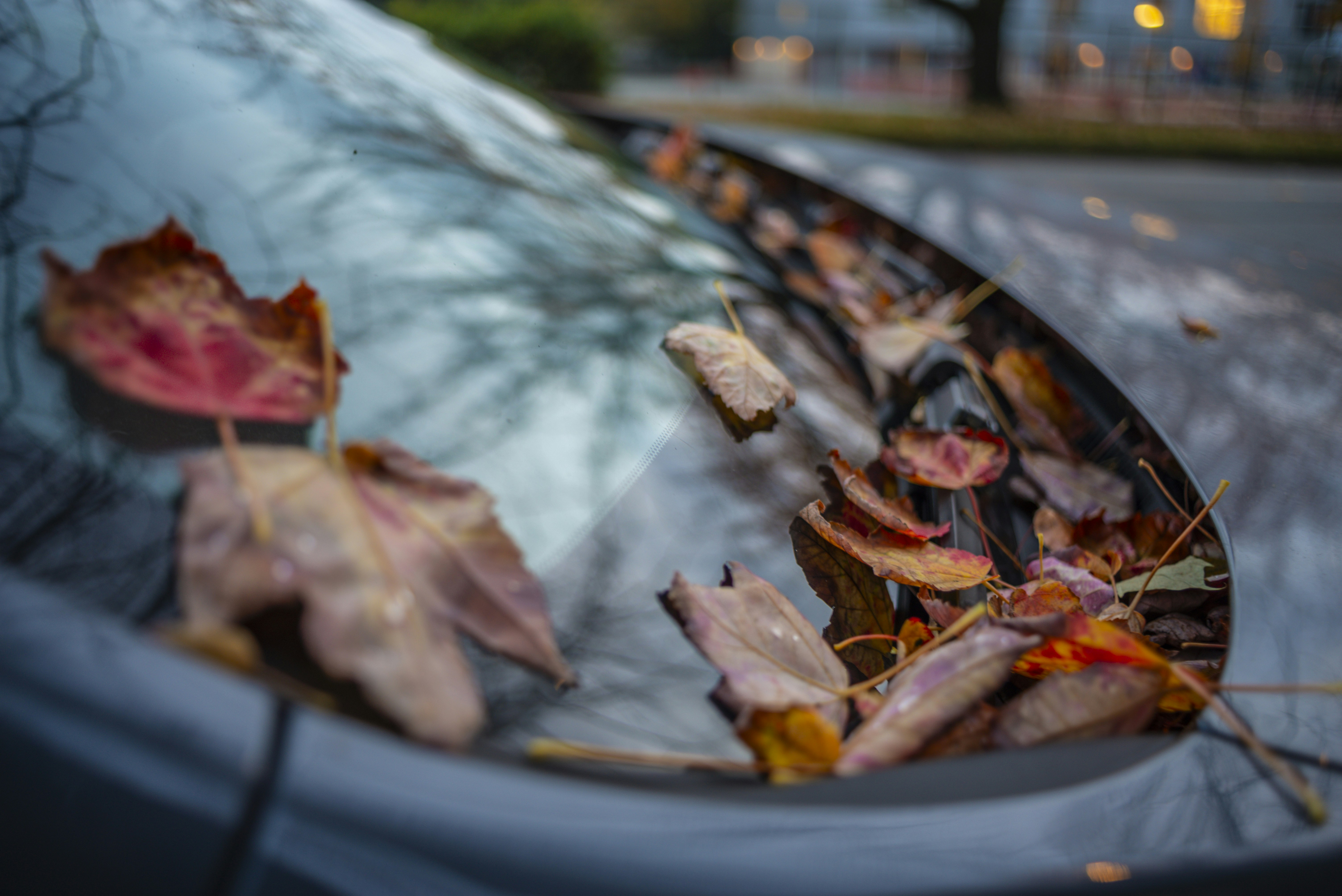 Autumn's Quiet Layer on a Silver Hood