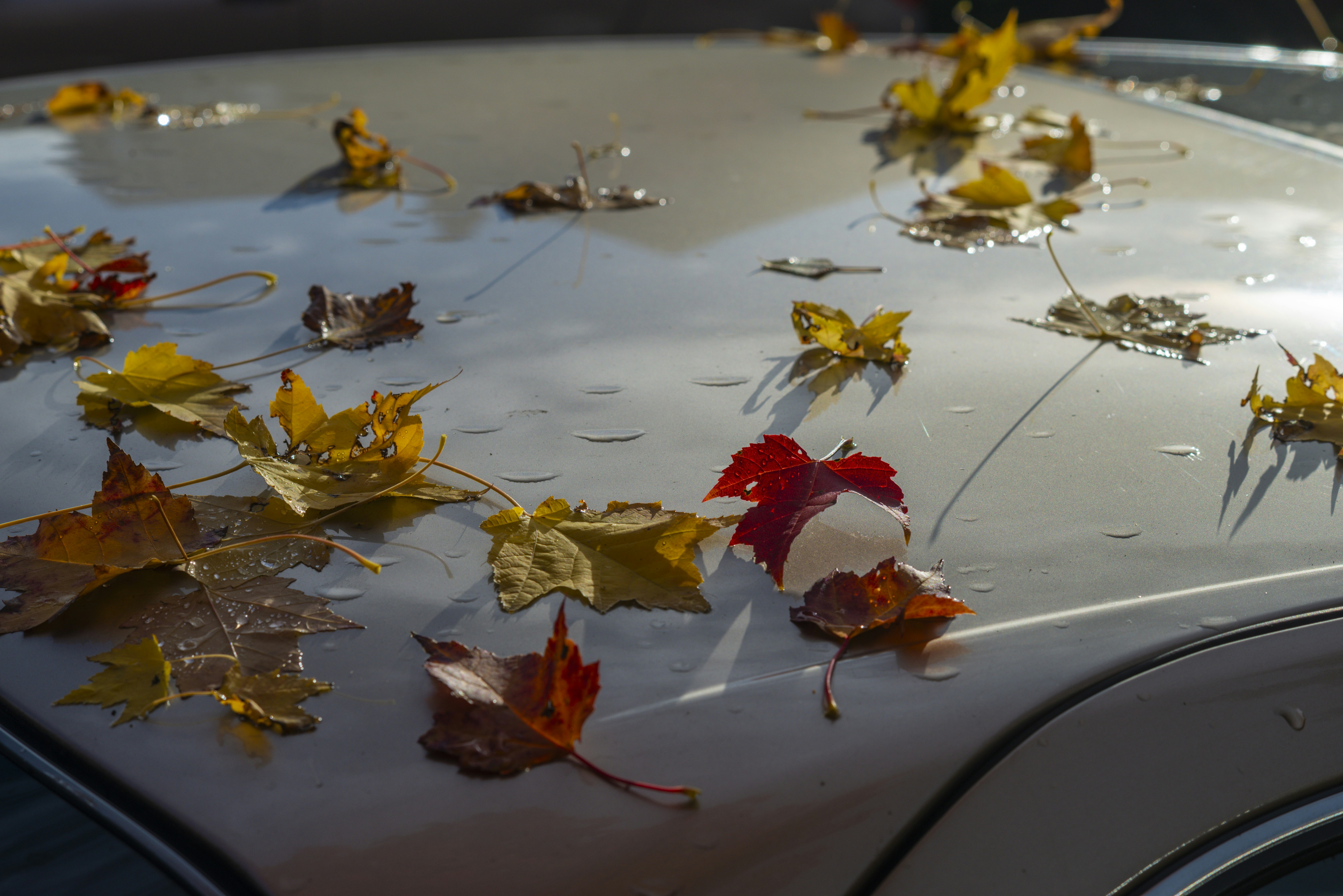 Autumn's Gentle Embrace on a Forgotten Car