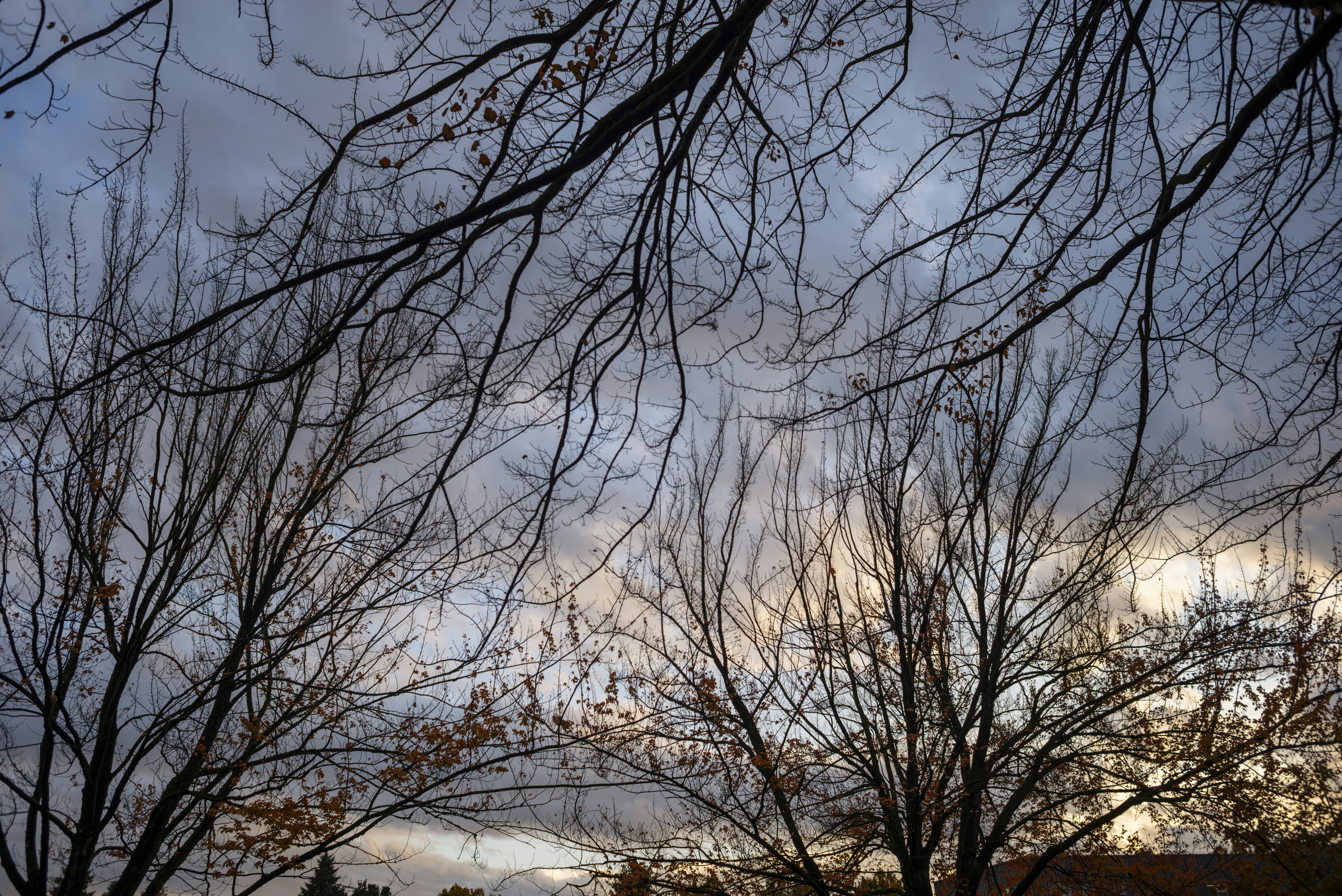 Bare tree branches against a cloudy sky at dusk photo – Free Weather ...