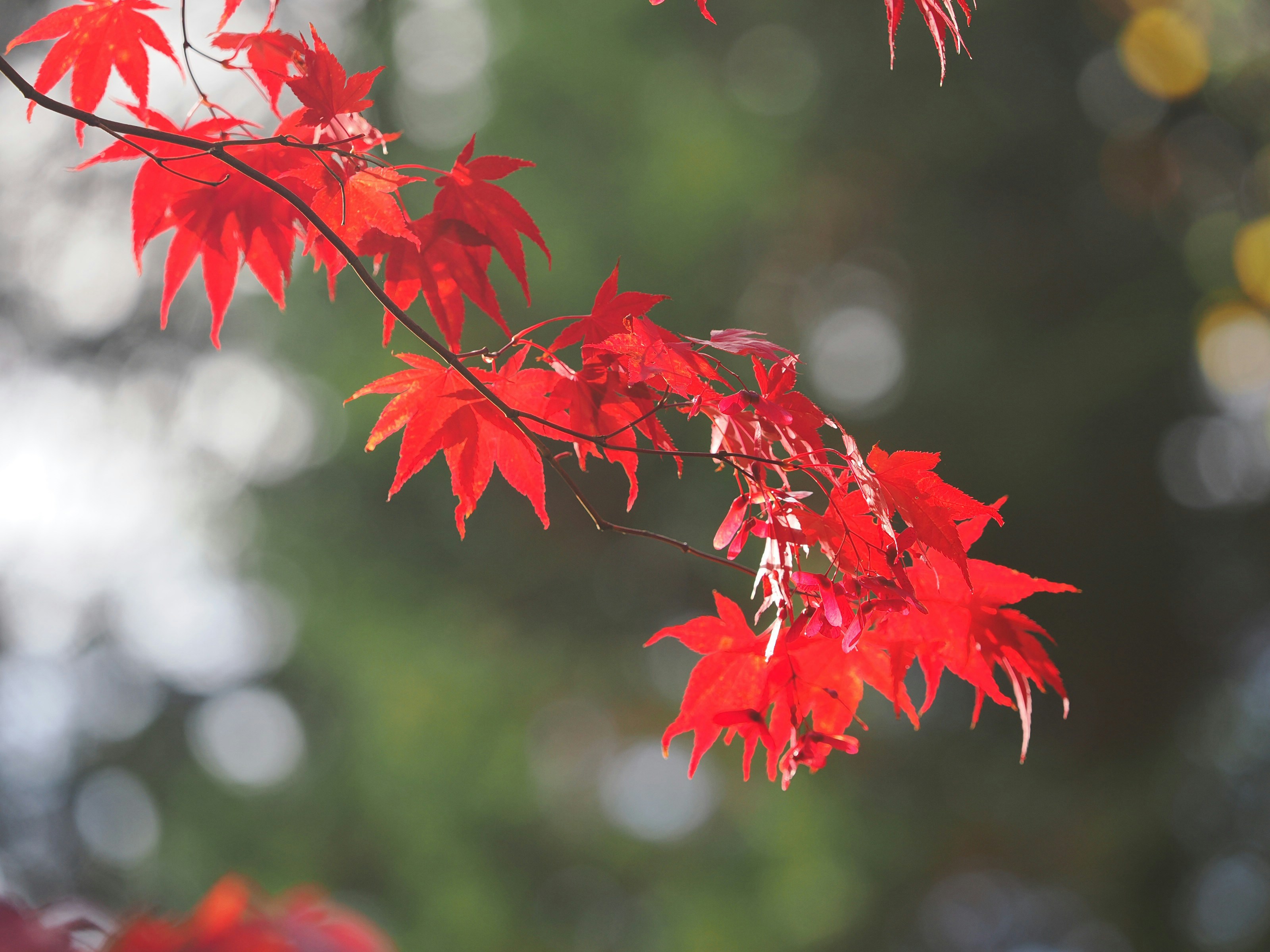 Bright red maple leaves on a branch. photo – Free Plant Image on Unsplash