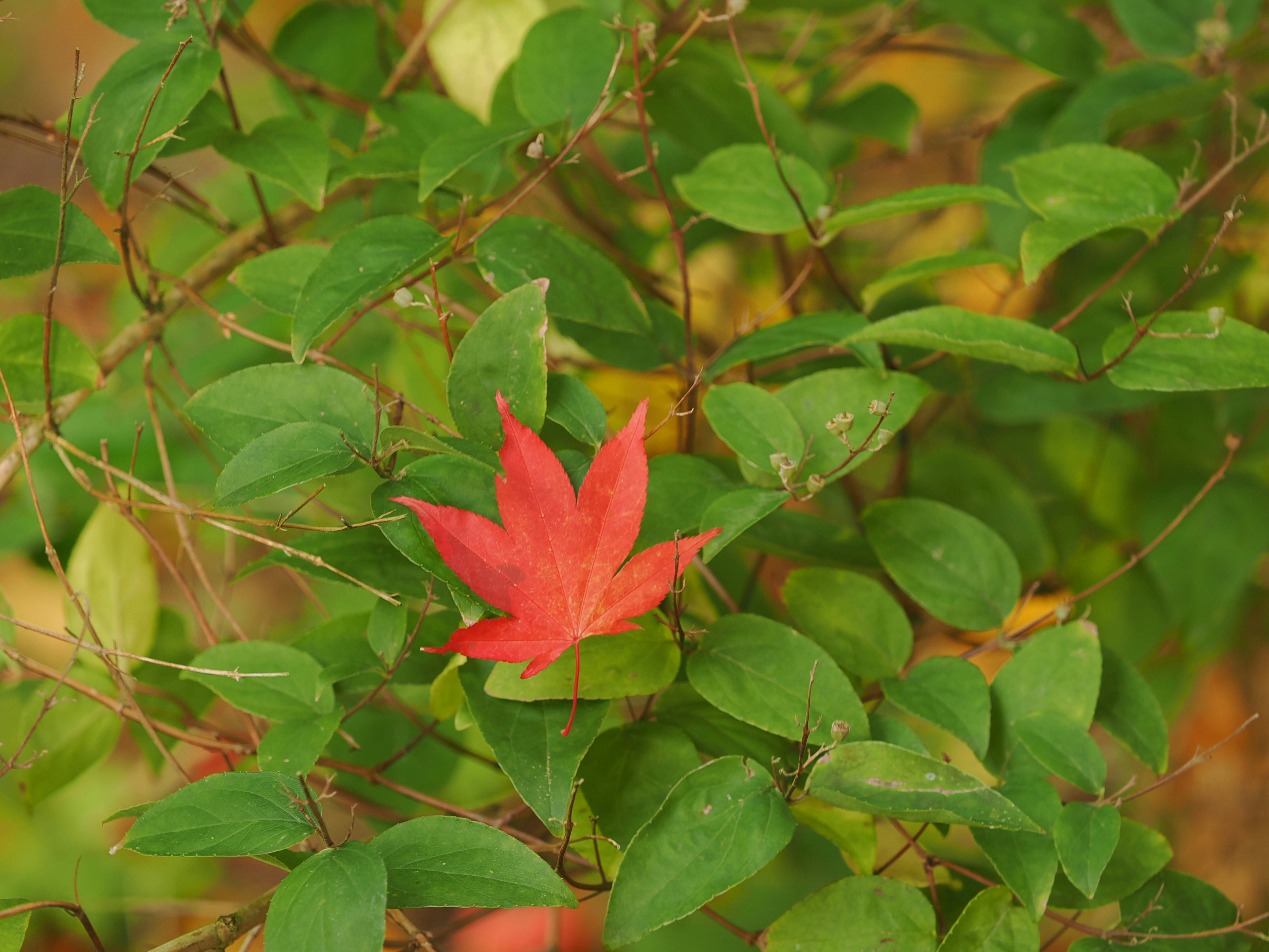 Autumn's Singular Flame Amidst Verdant Harmony