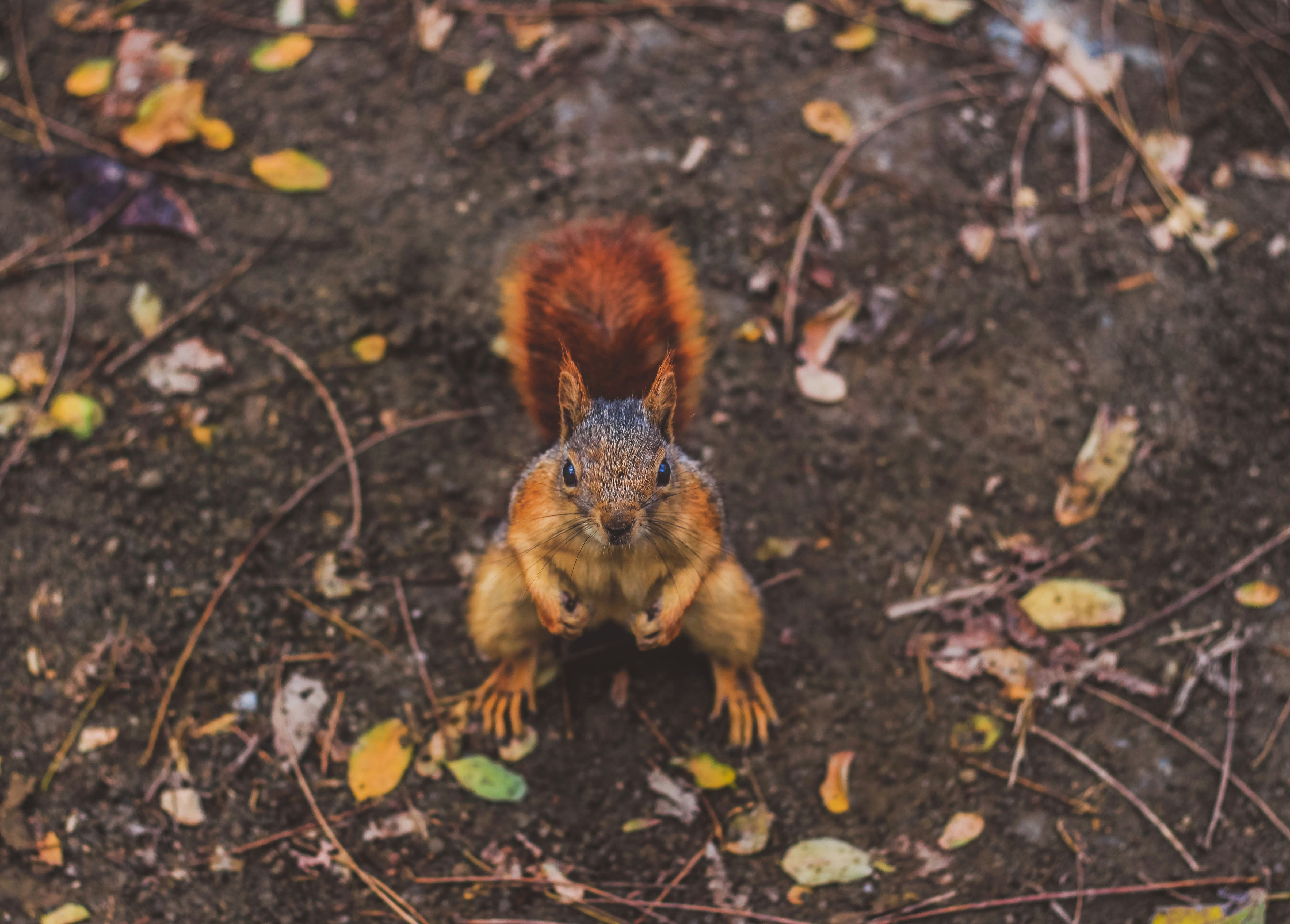 Curious Squirrel Amidst Autumn Leaves