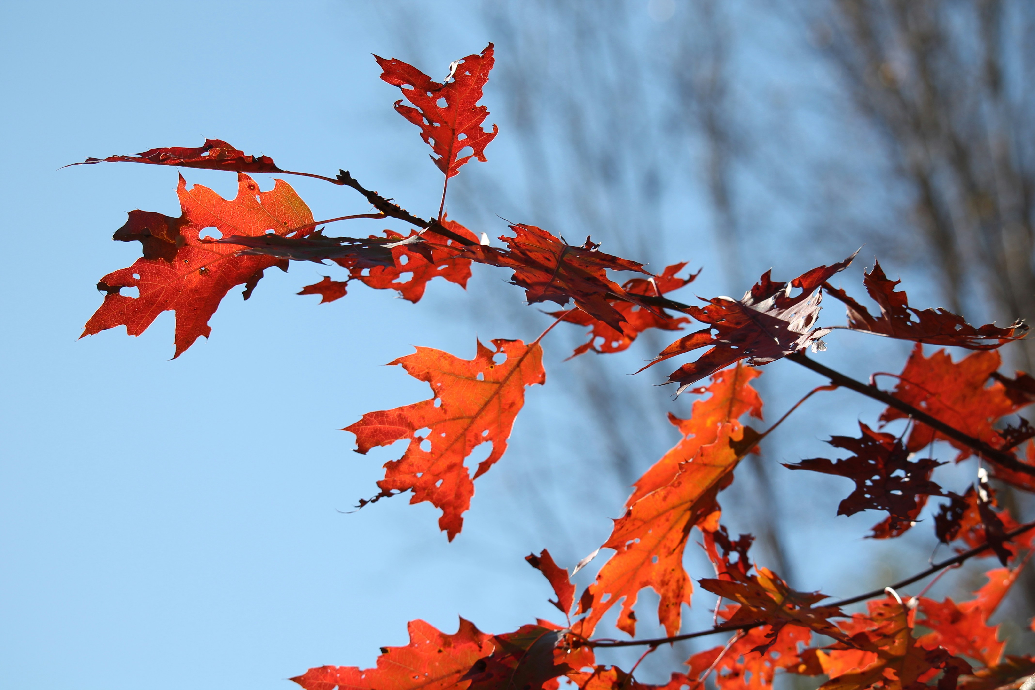 Autumn leaves on a branch against blue sky