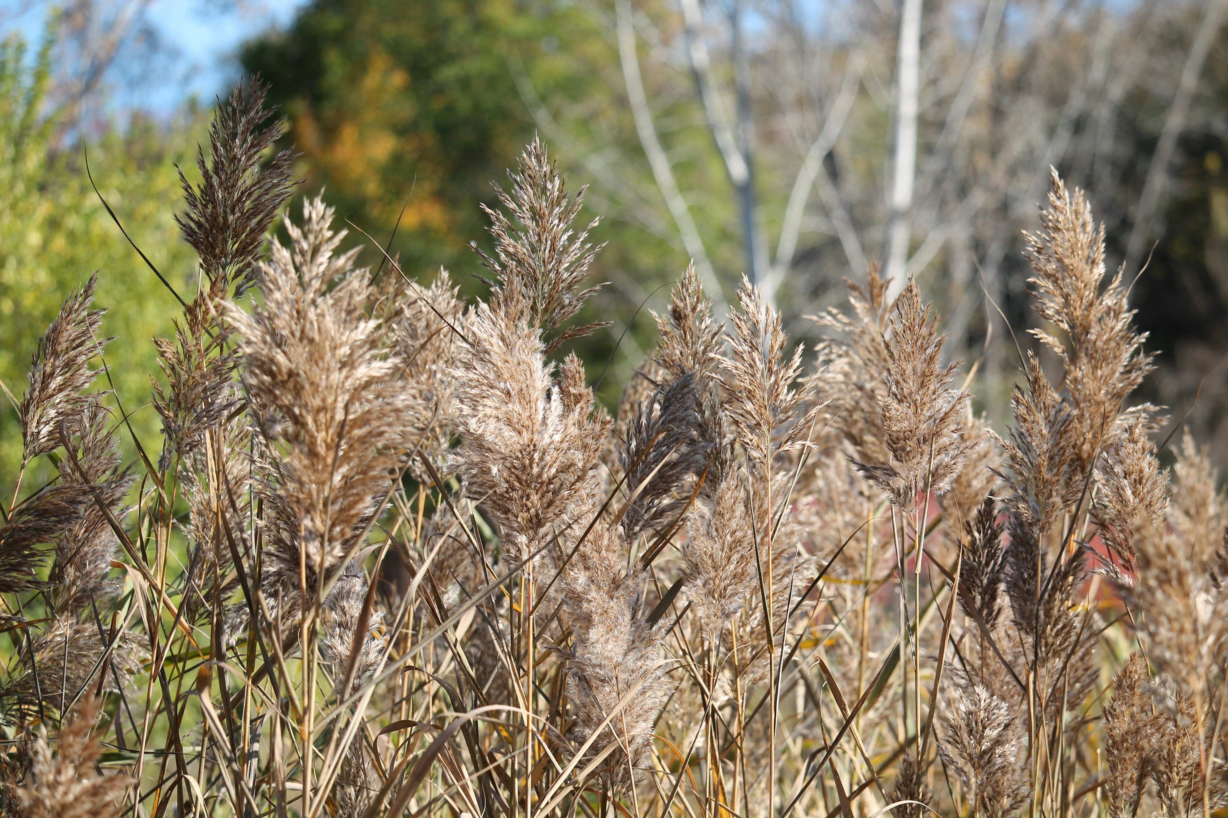 Tall grasses swaying gently in the breeze, showcasing their golden hues against a blurred backdrop of autumn foliage.
