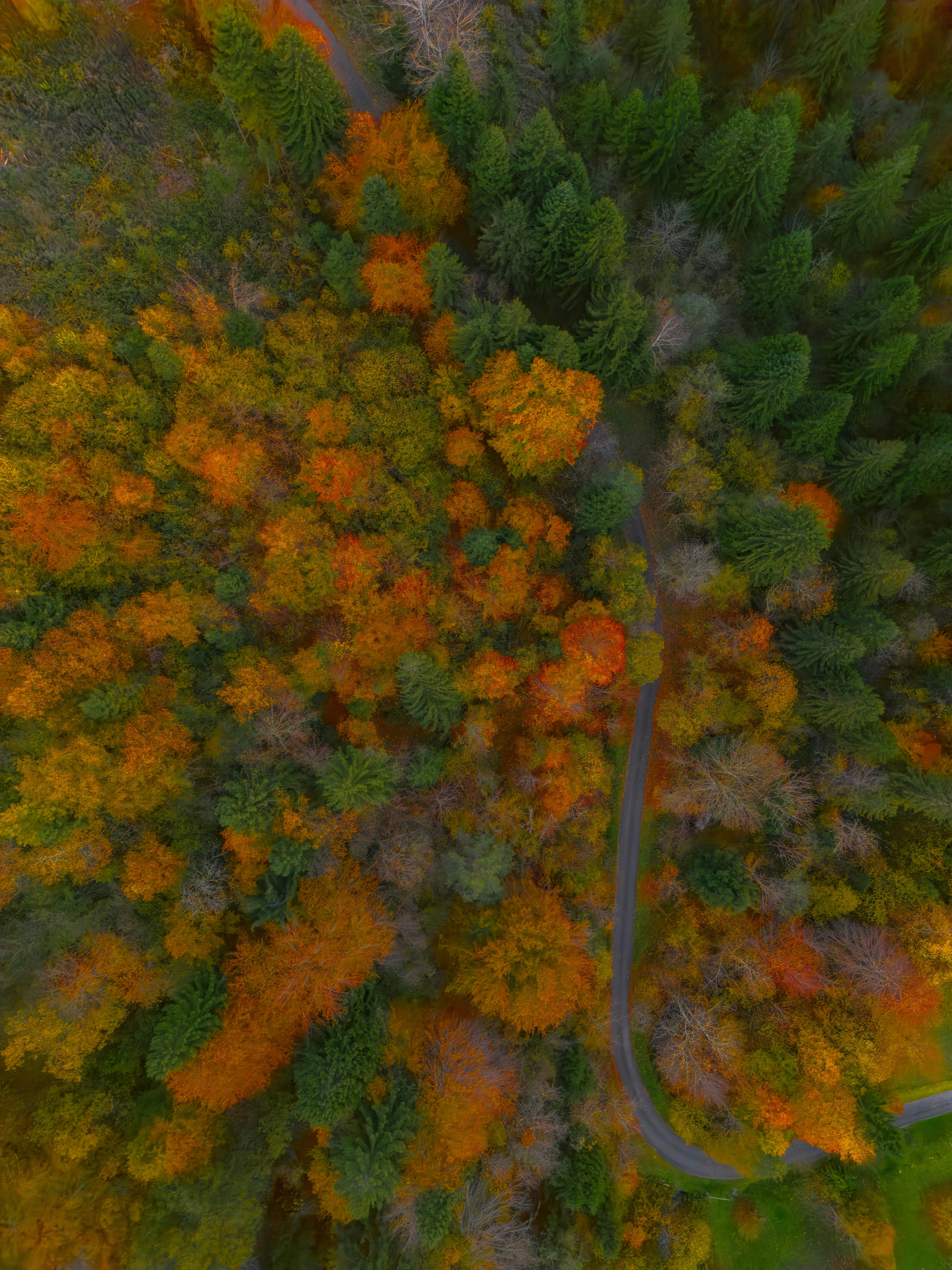 Aerial view of autumn forest with winding road