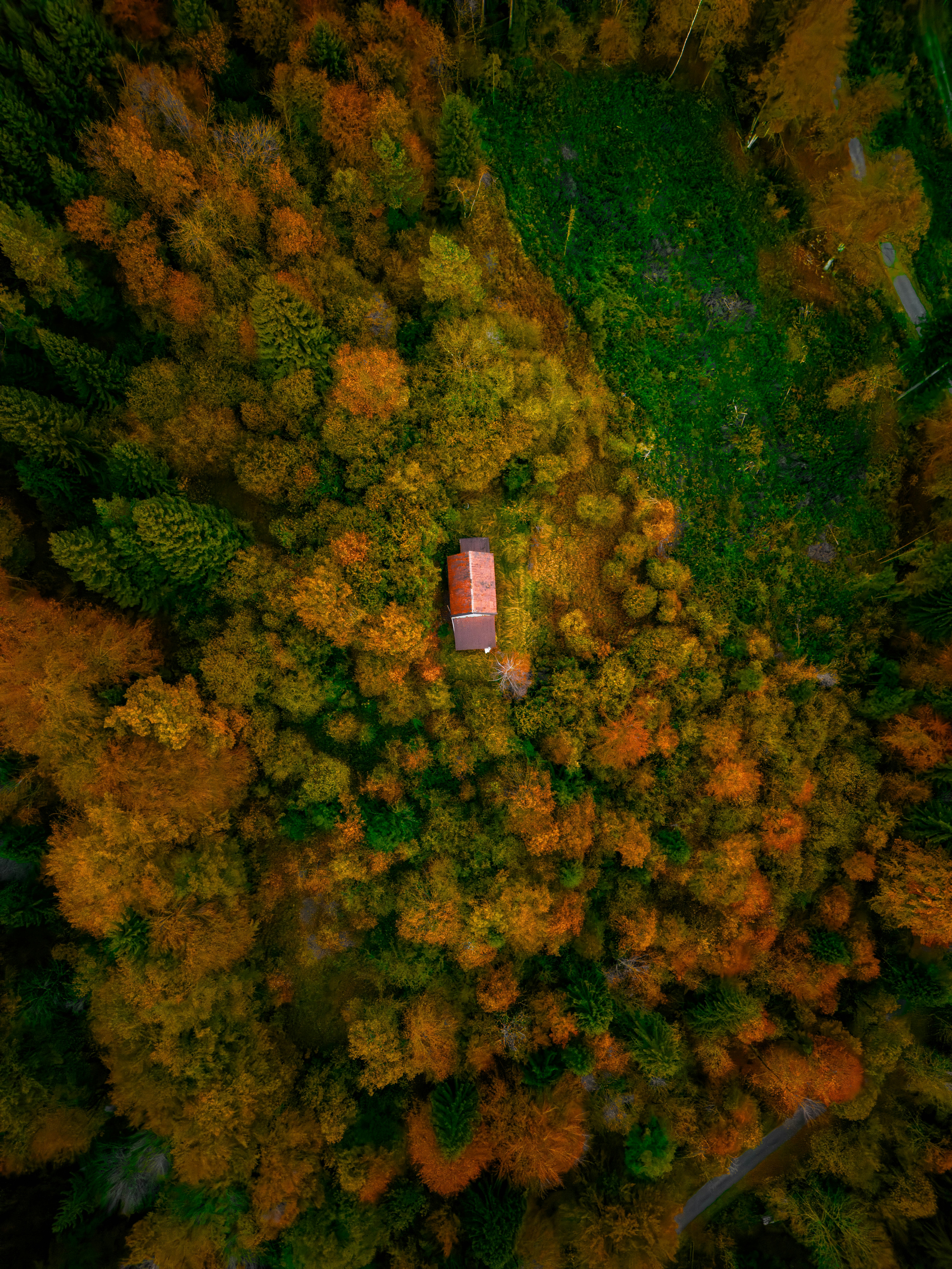 Solitary Refuge Amidst Autumn's Embrace