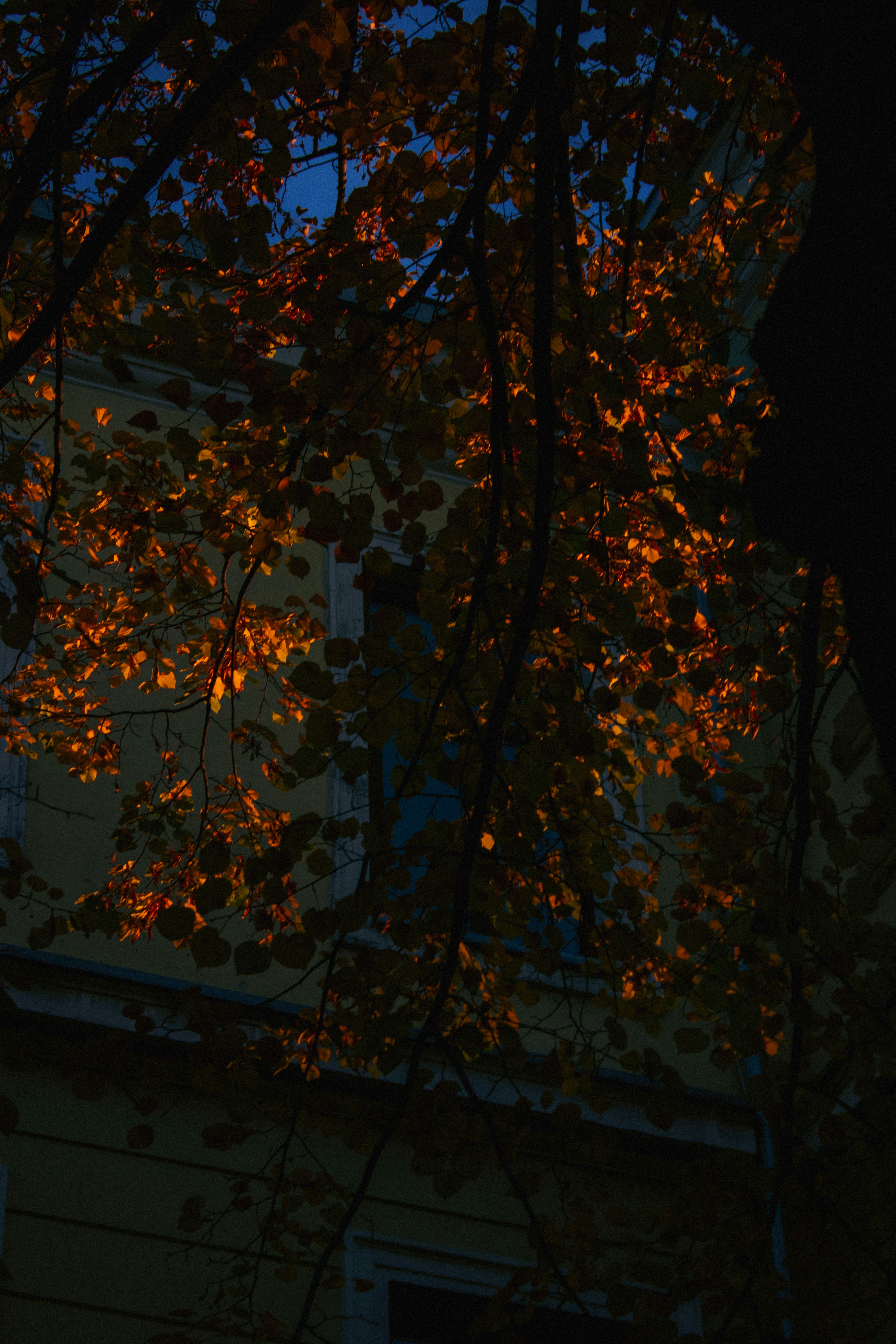 Ember Veil: Ivy Clings to a Nighttime Facade