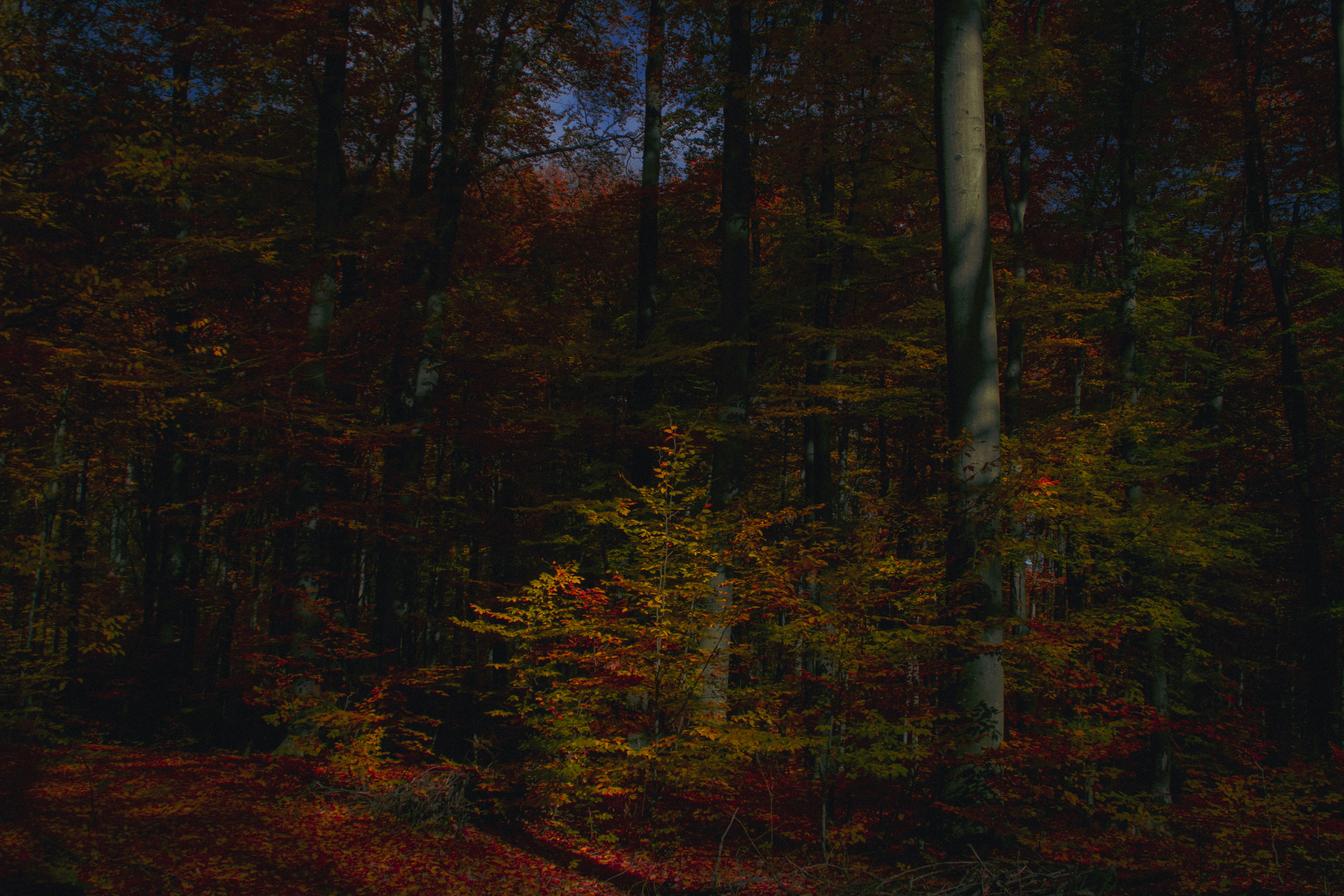 Autumn forest with colorful leaves and trees. photo – Free Forest Image ...