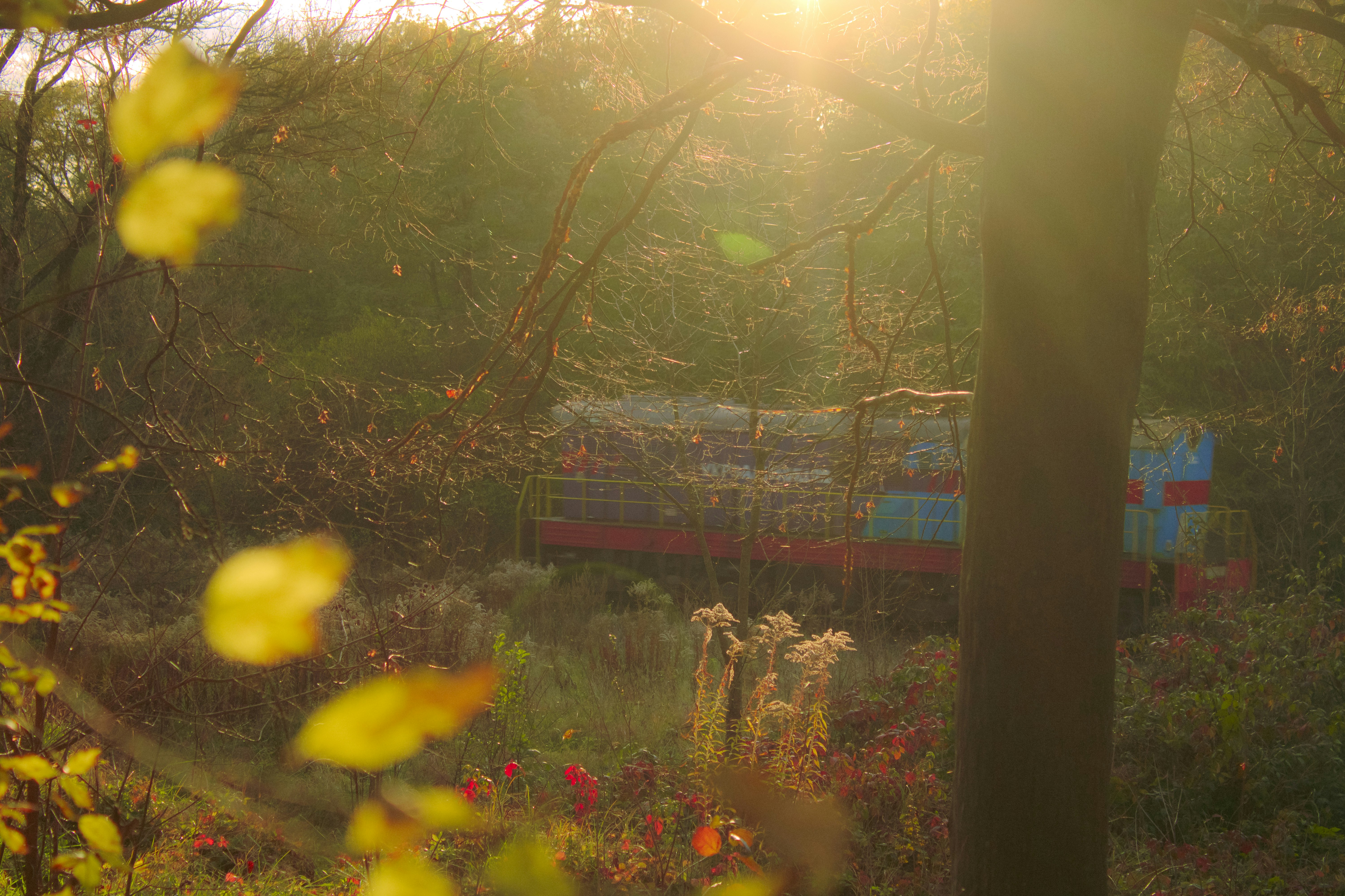 A vibrant train peeks through a sunlit forest, framed by autumn leaves and soft foliage. The interplay of light and nature creates a serene atmosphere.