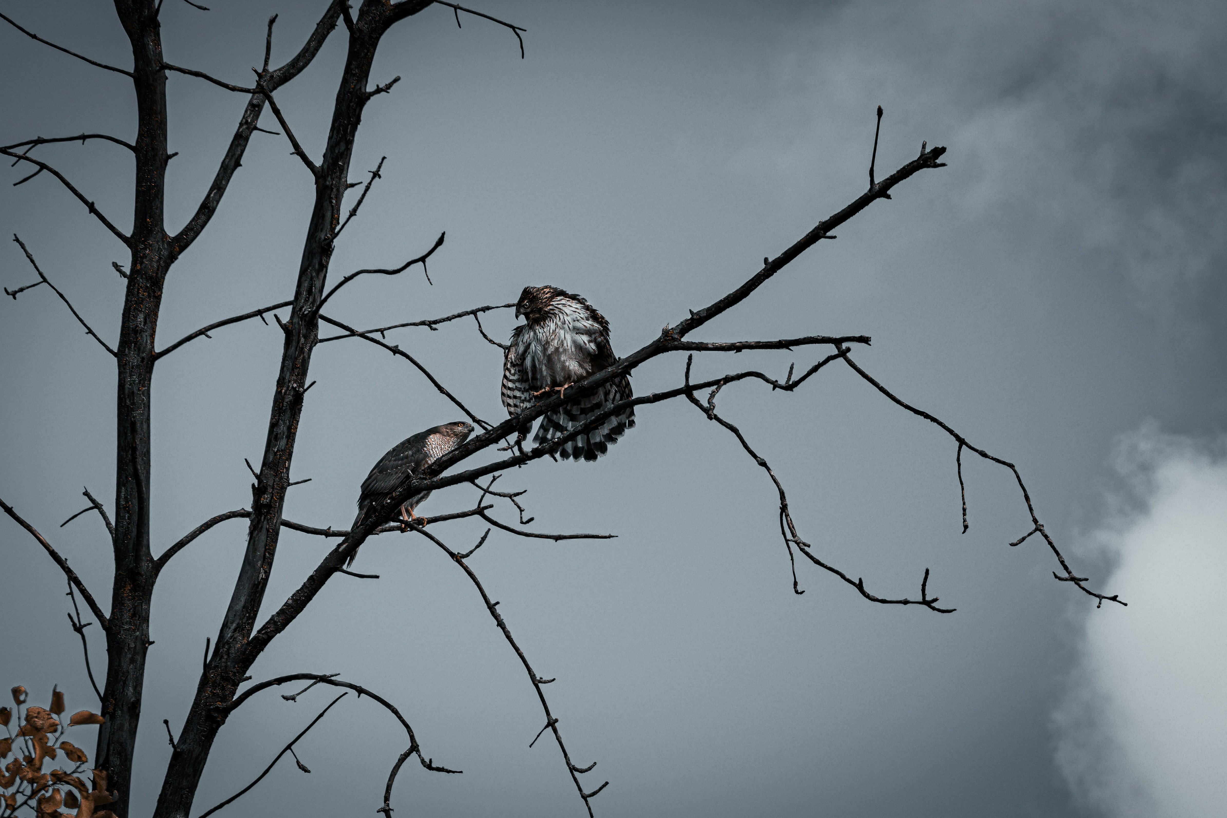 Two birds perched on a barren tree branch against a moody sky, showcasing their intricate plumage and vigilant demeanor.