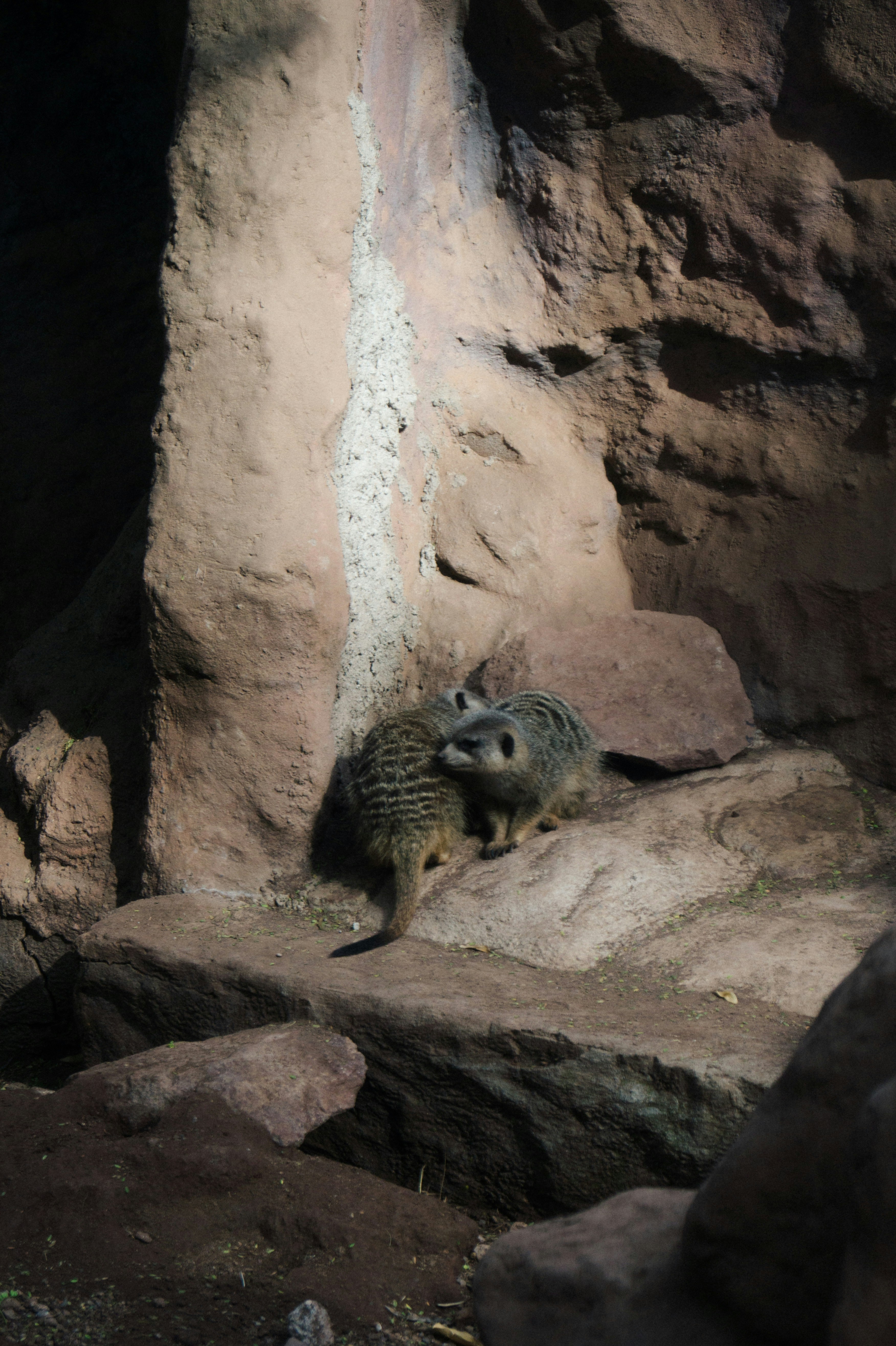 Sunlit Sentinel: A Meerkat Stands Guard on Weathered Stone