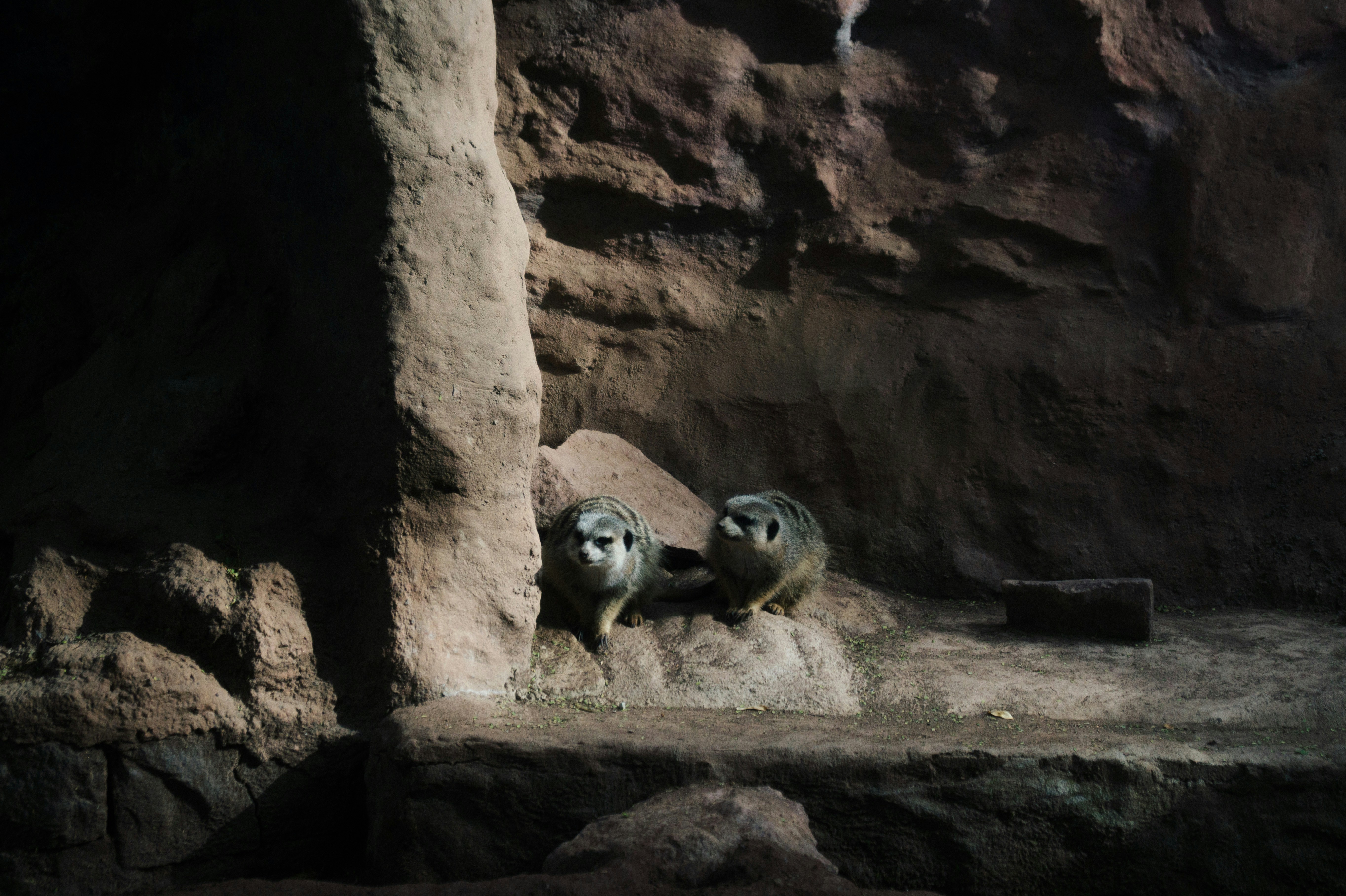 Two Tiny Residents Huddle in a Dim Rock Alcove