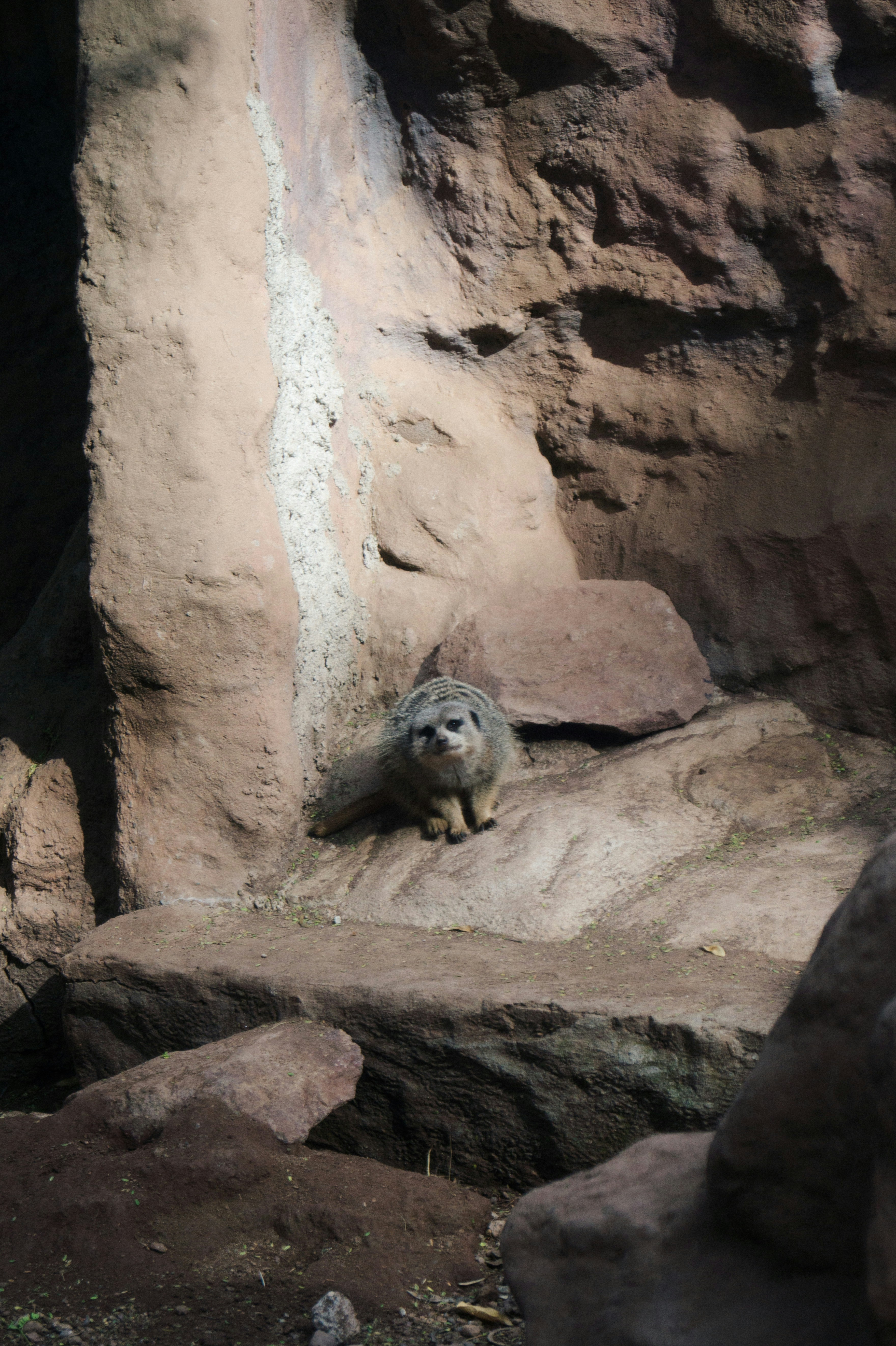 Sunlit sentinel: a meerkat on a rocky lookout