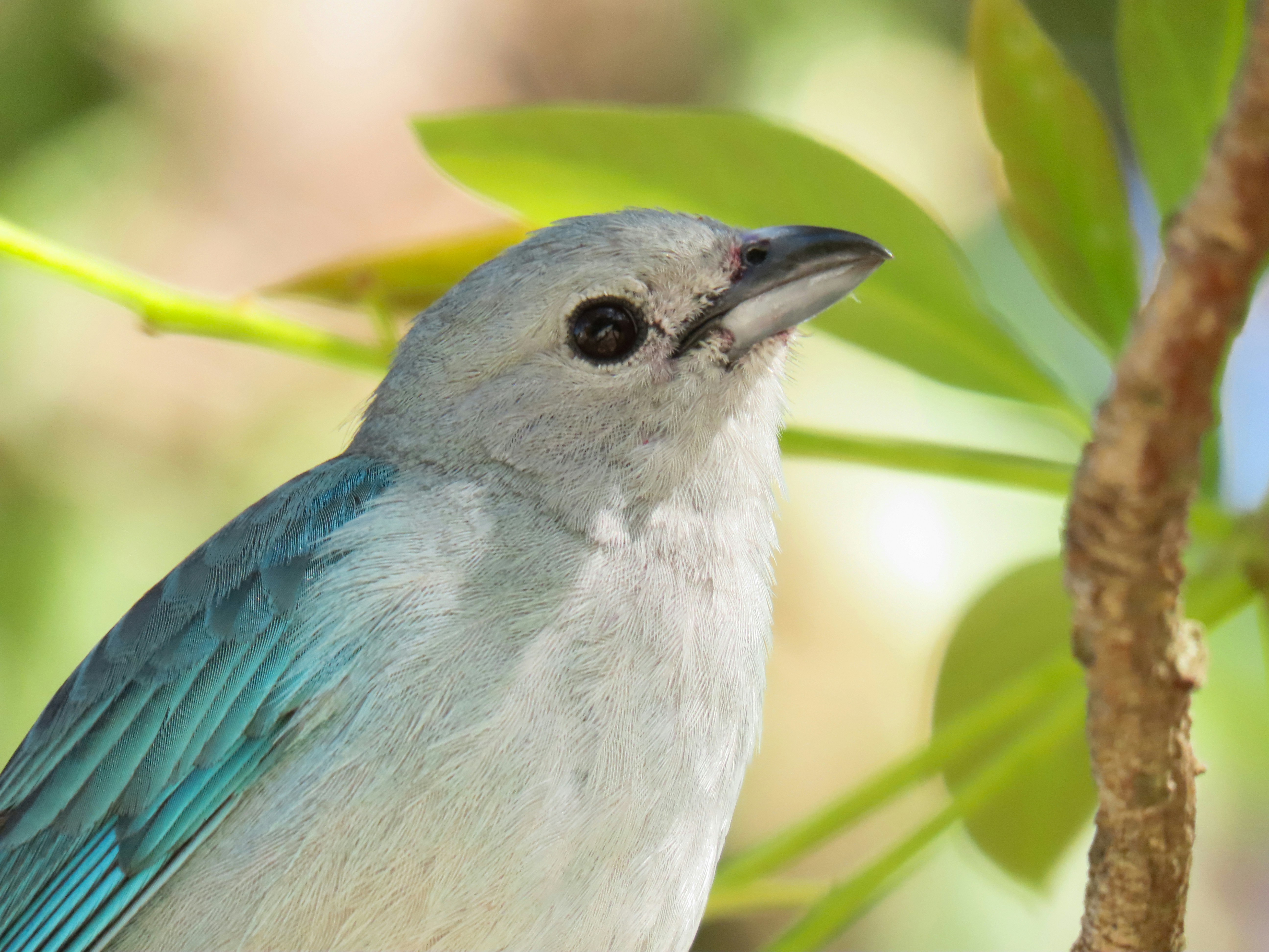 Close-up of a vibrant bird perched among lush green foliage, showcasing its striking blue and gray plumage.
