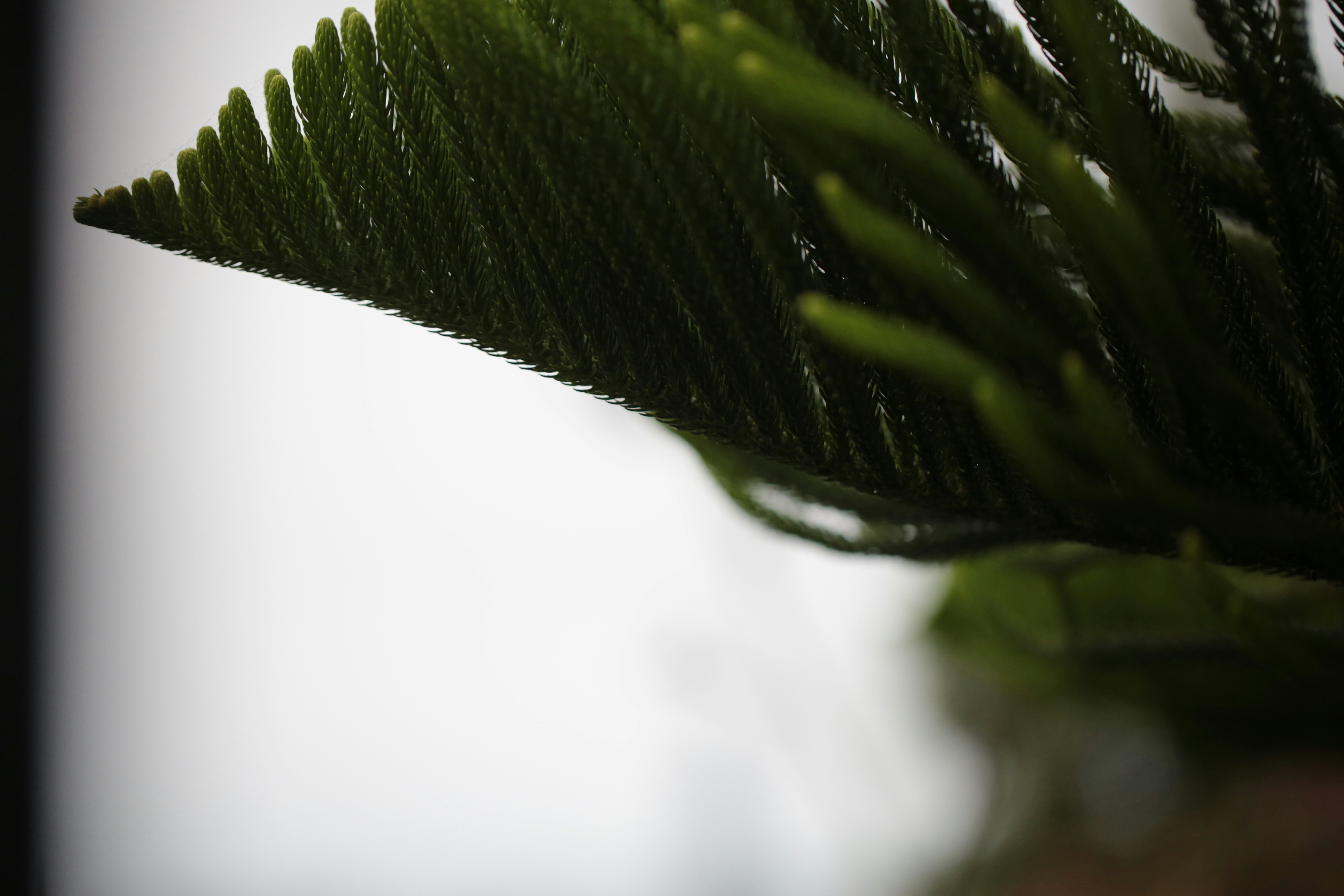 Close-up of a lush green fern leaf showcasing intricate textures against a soft, blurred background.