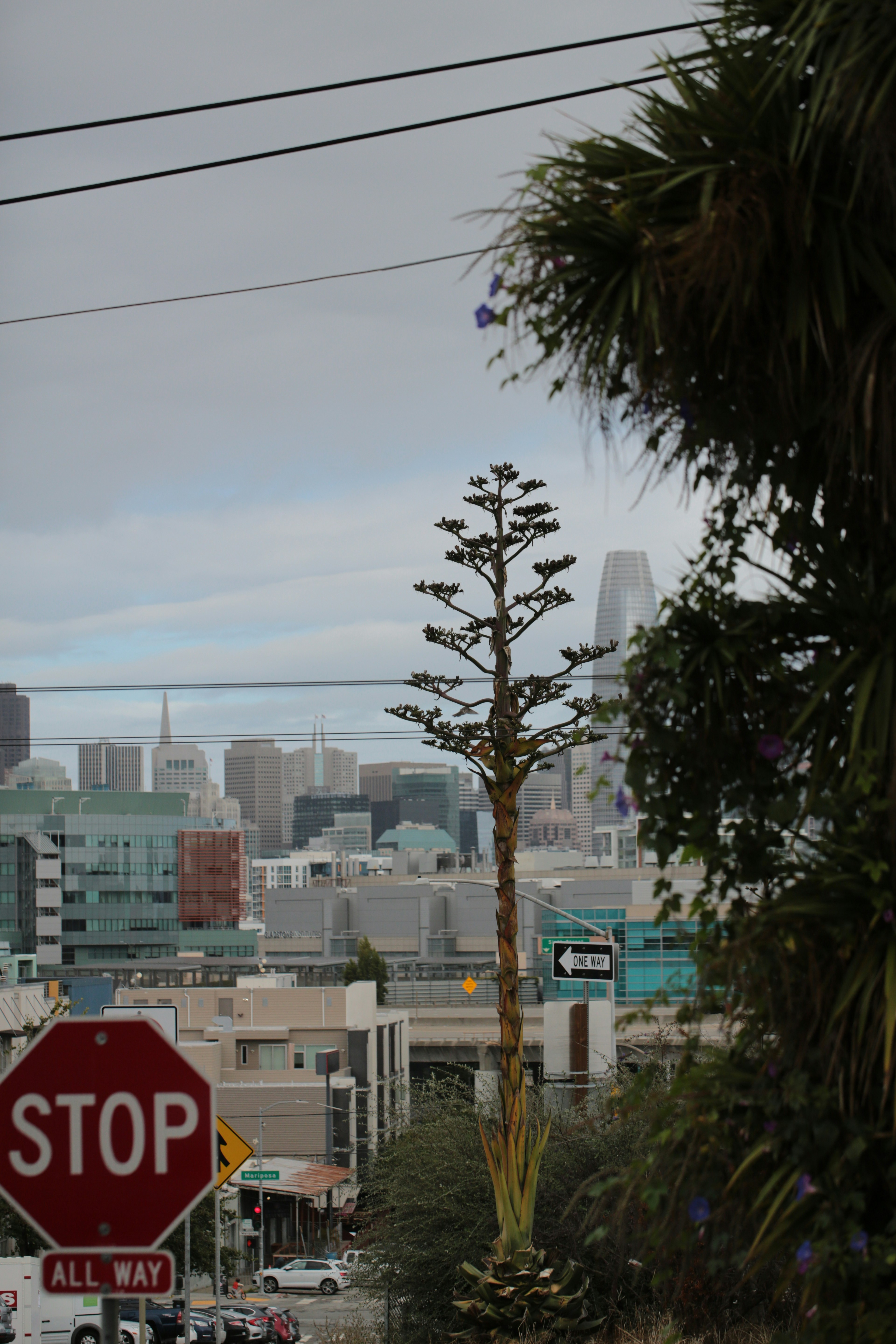 Lone Tree Framing a Glass Skyline Under a Web of Wires