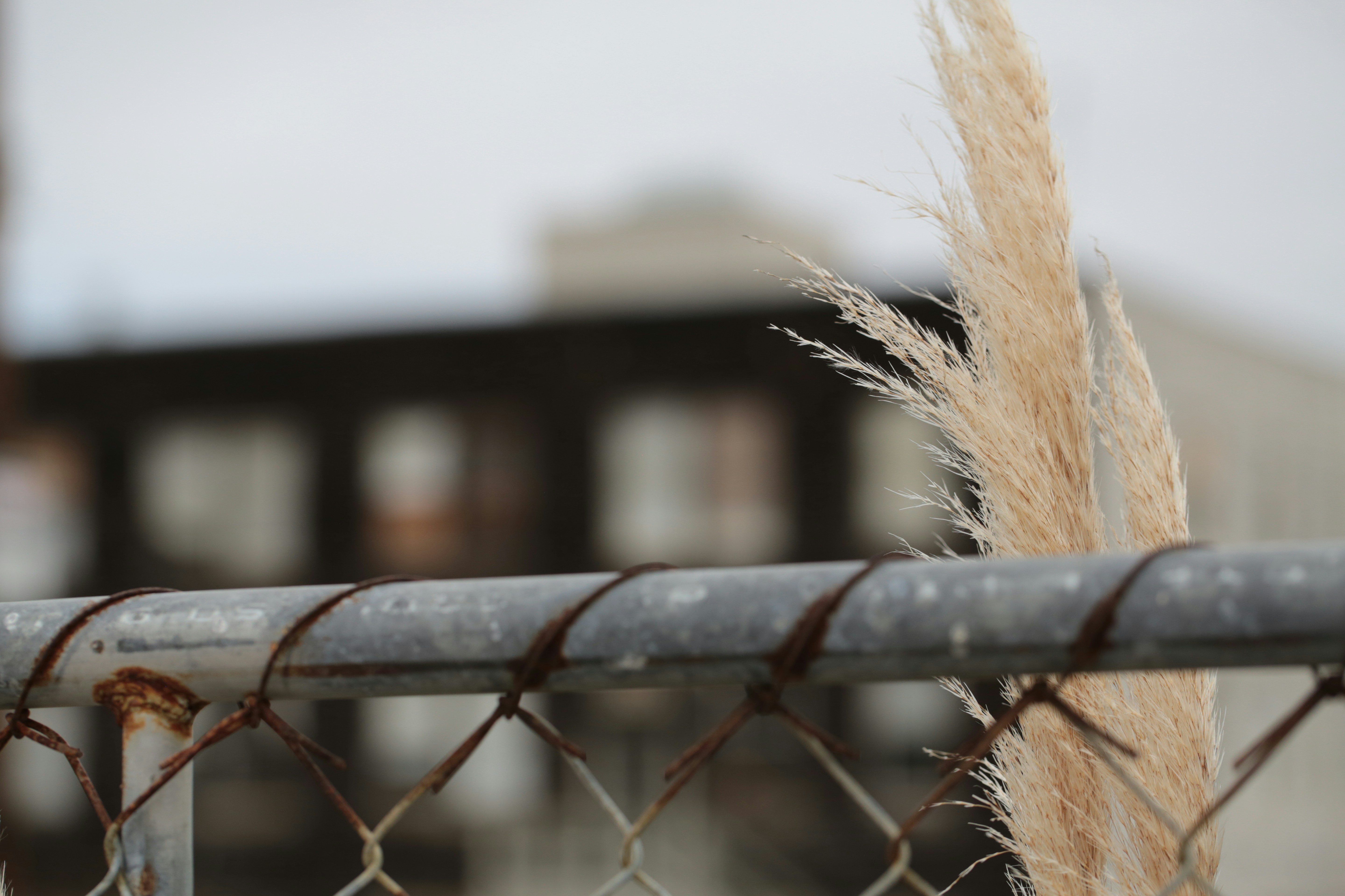 Whispers of Nature Amidst Urban Decay