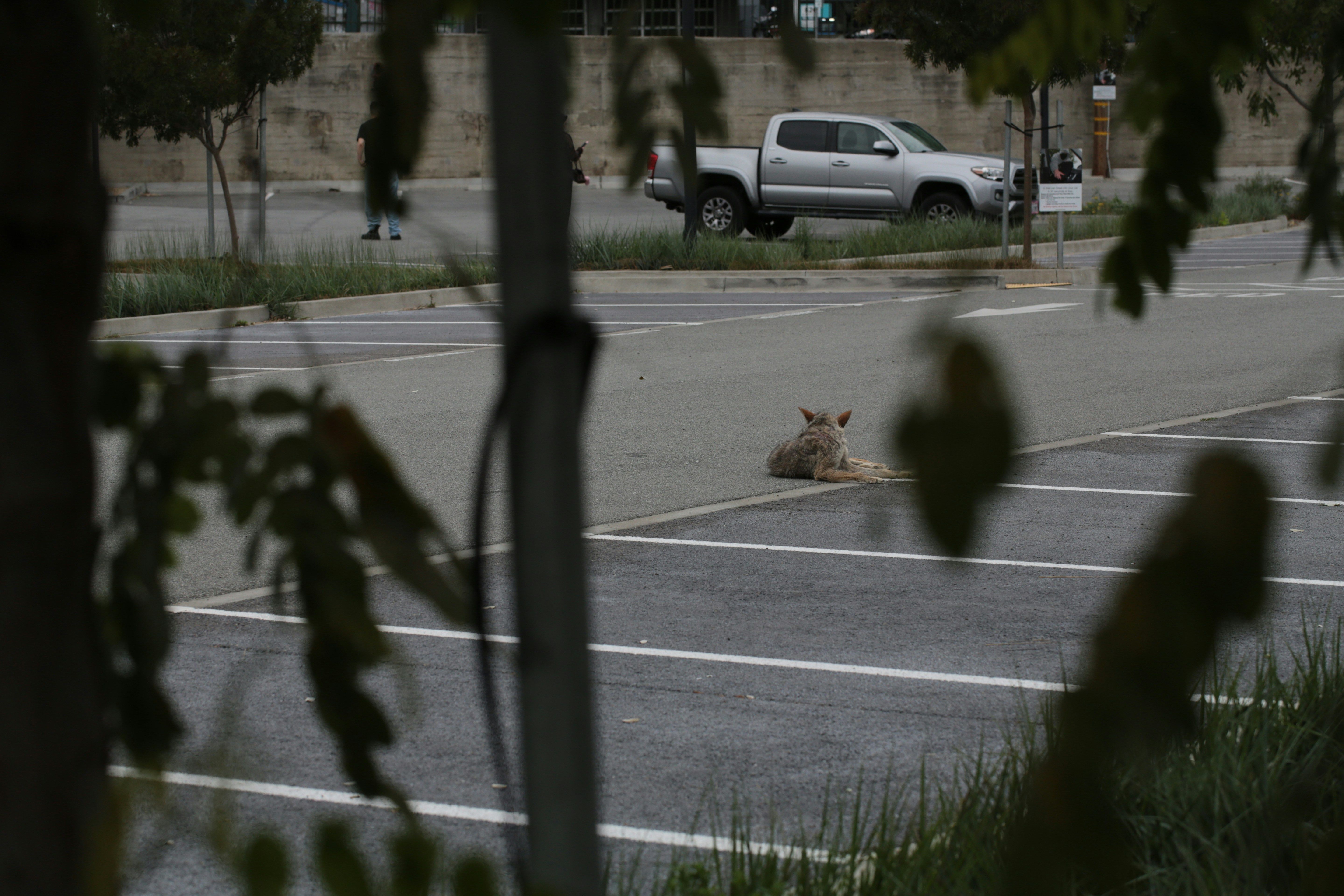 Urban Solitude: A Coyote's Respite