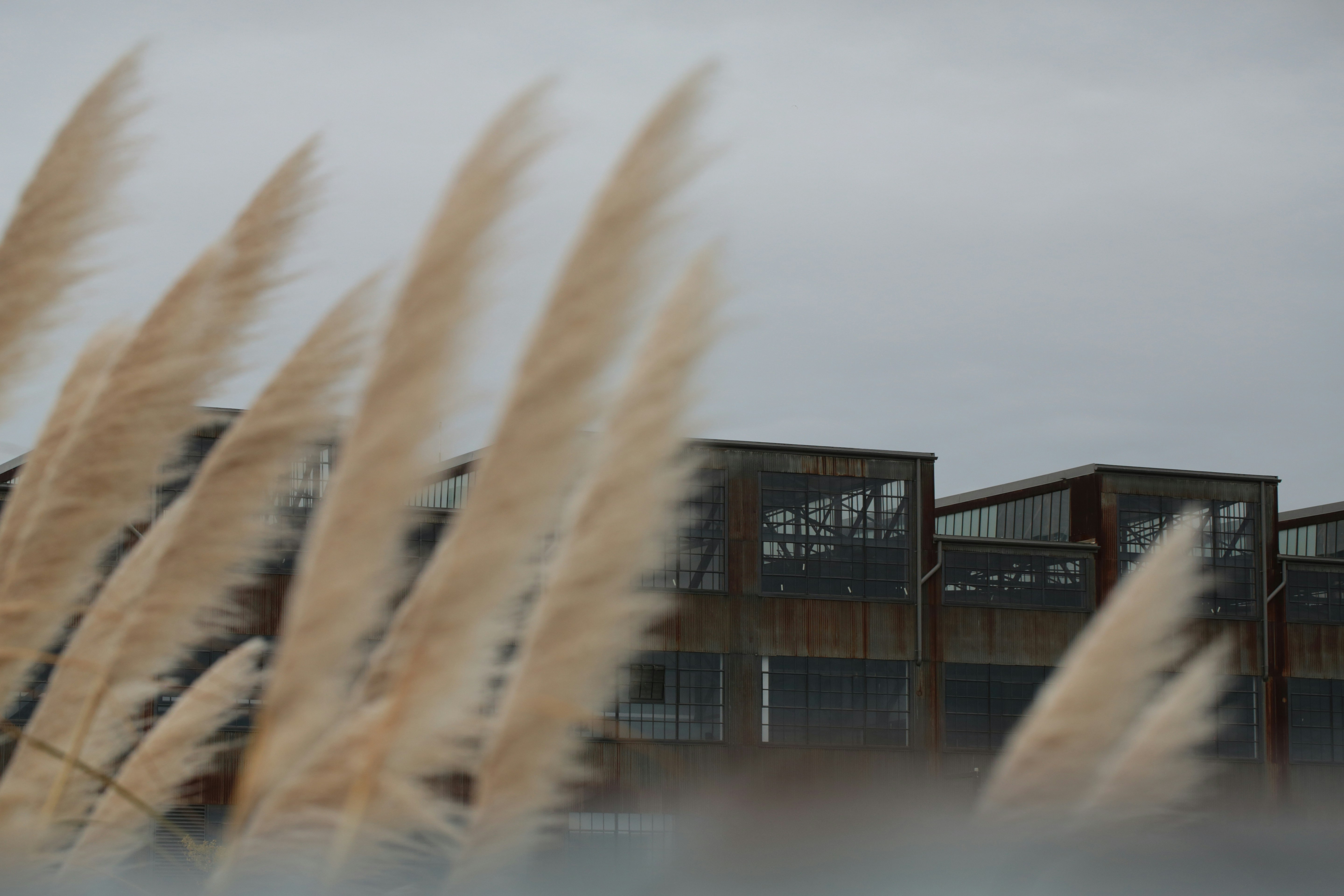 Fronds, Rust, and Glass: A Quiet Industrial Horizon