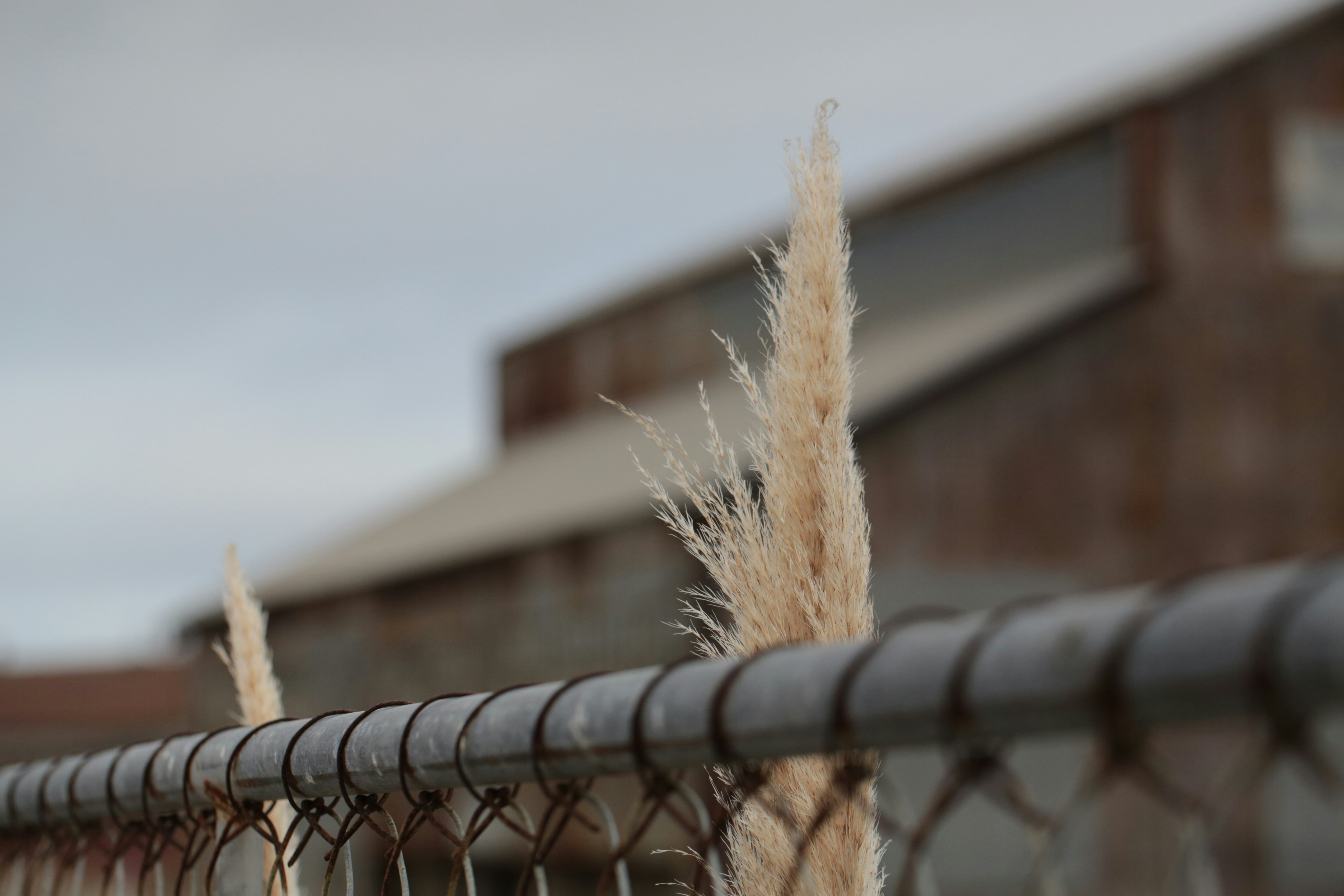 Dry grass stalks in front of a chain-link fence. photo – Free Texture ...