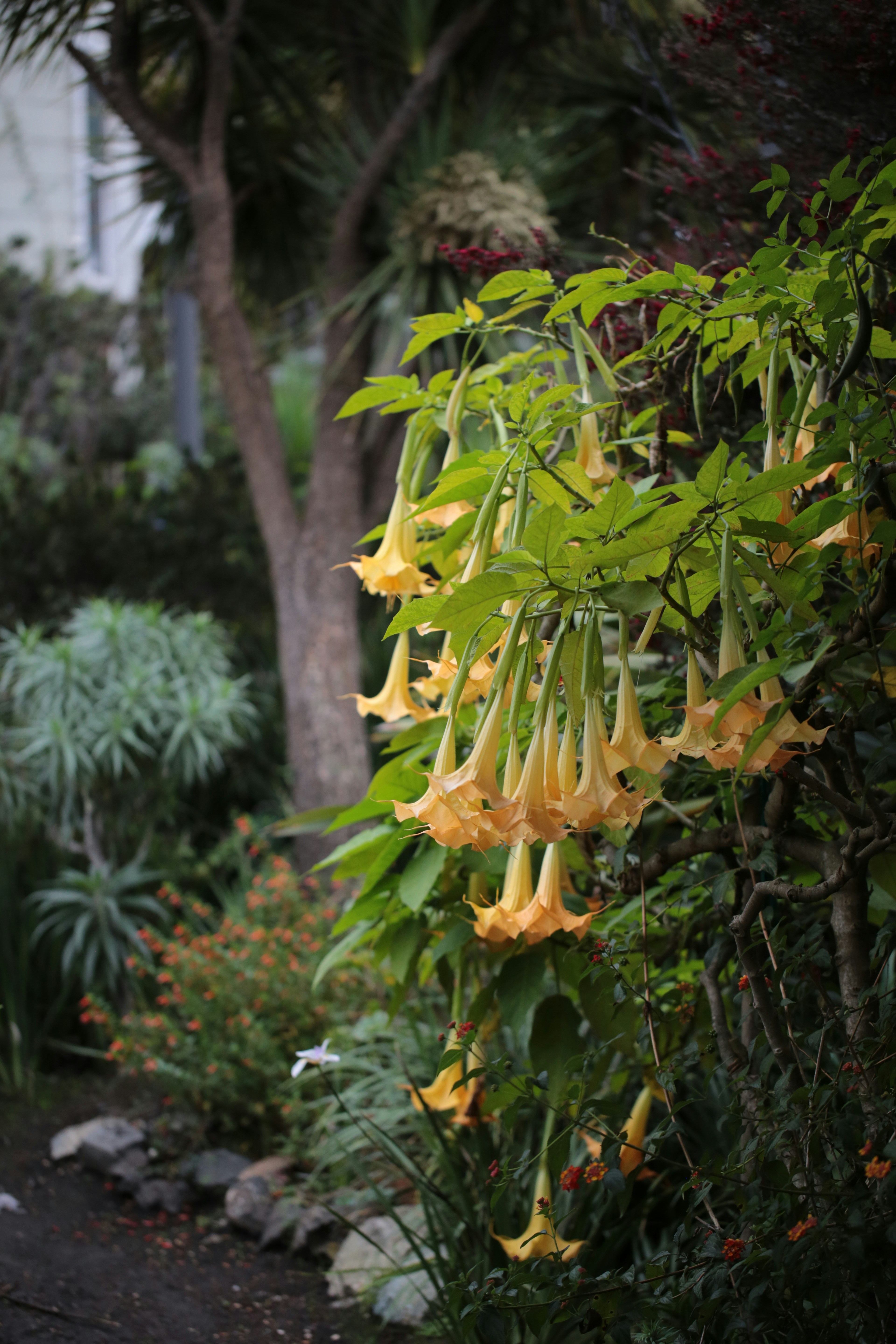 Golden Blooms in a Lush Sanctuary