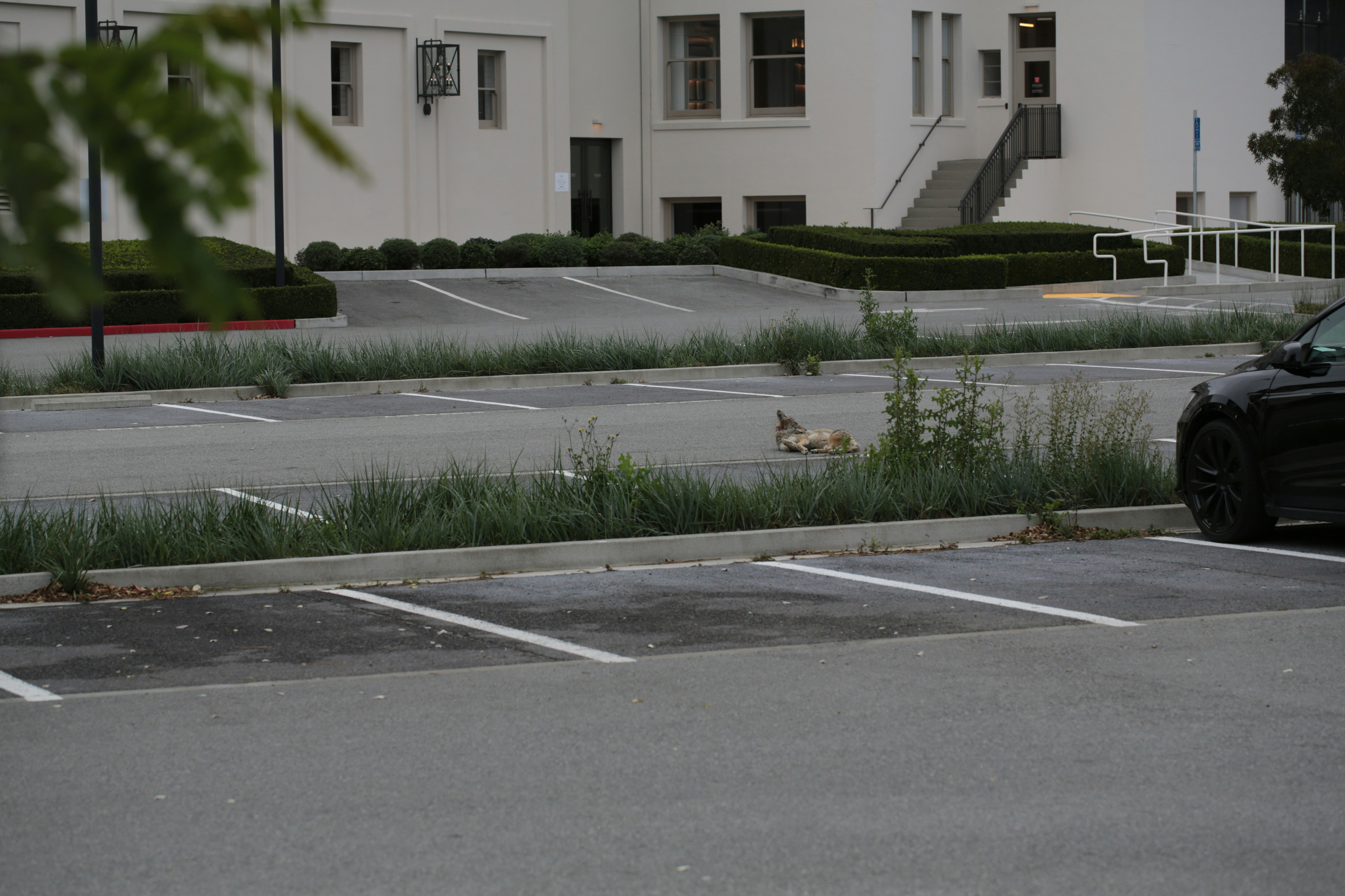 Urban Serenity: A Quiet Encounter