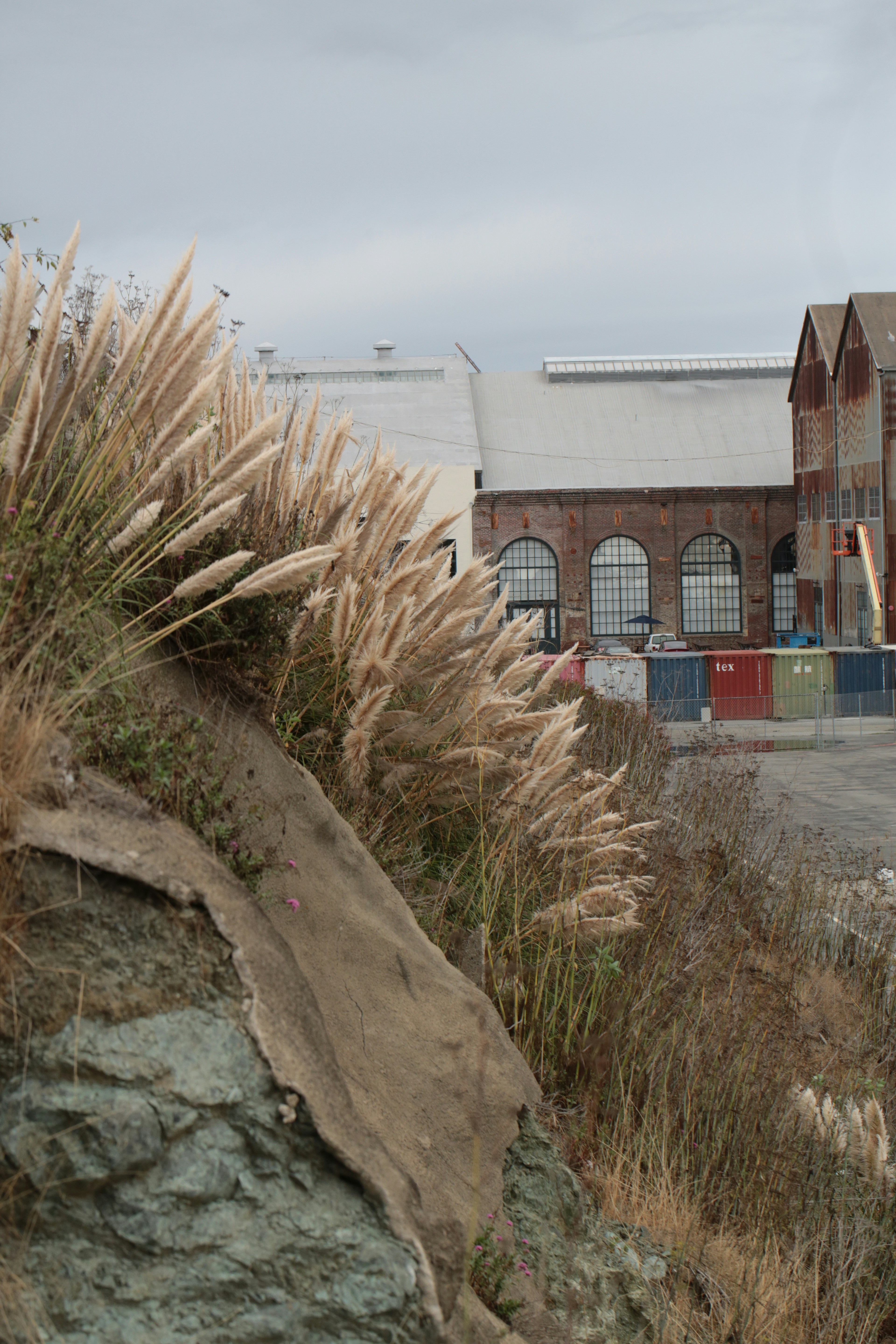 Whispers of Nature Amidst Urban Echoes
