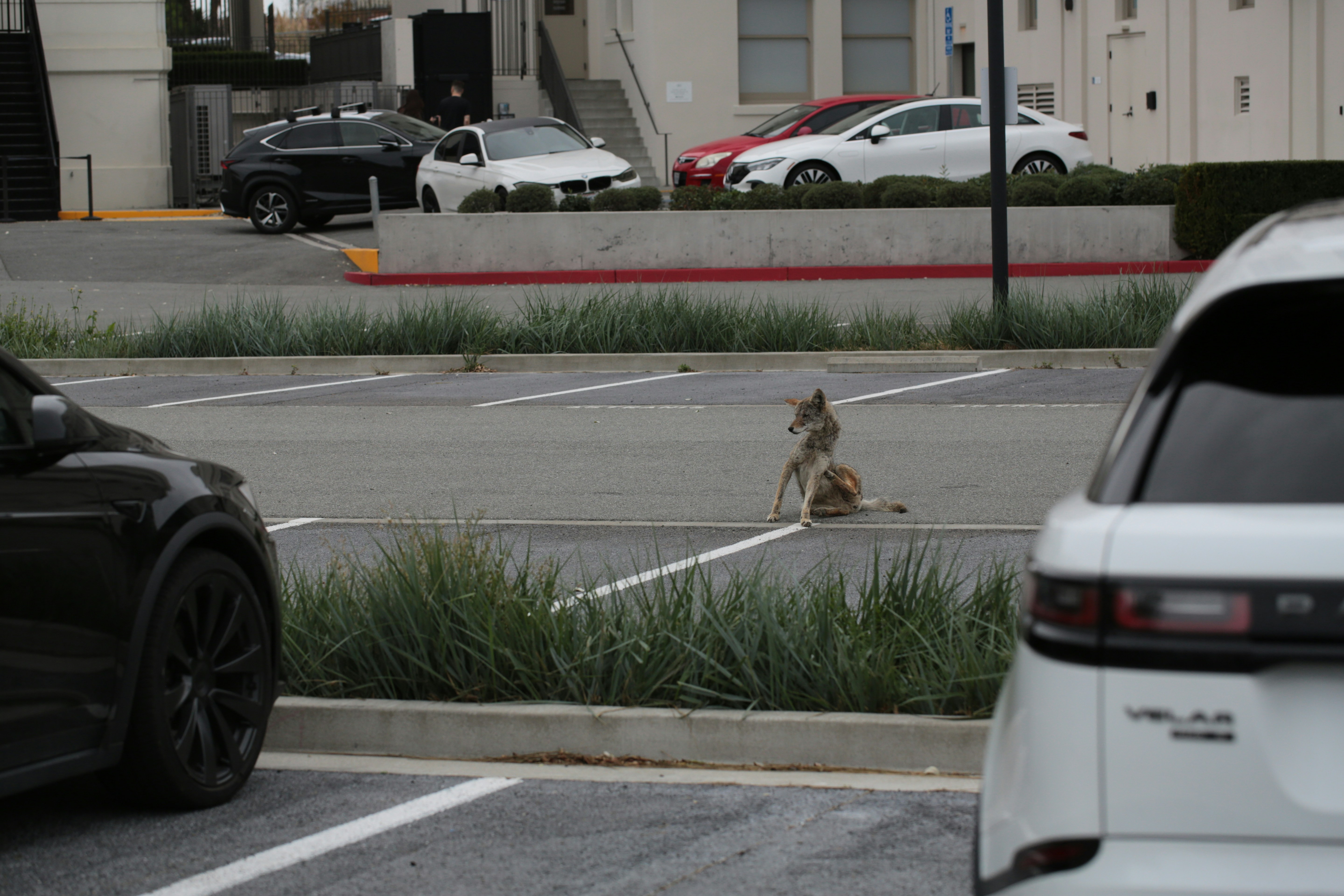 Urban Wilderness: A Coyote's Pause