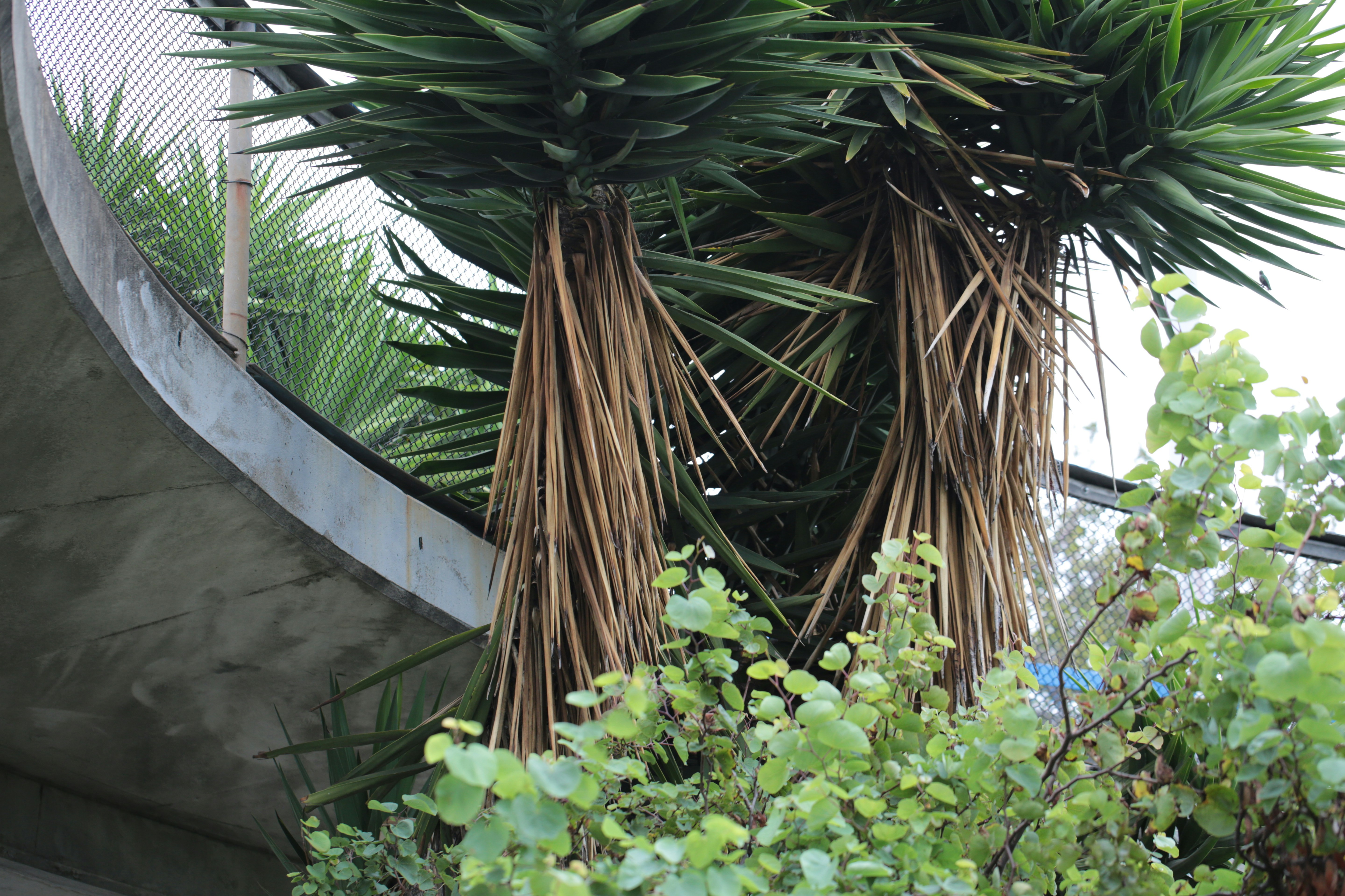 Urban Greenery: Nature's Resilience in Concrete Spaces